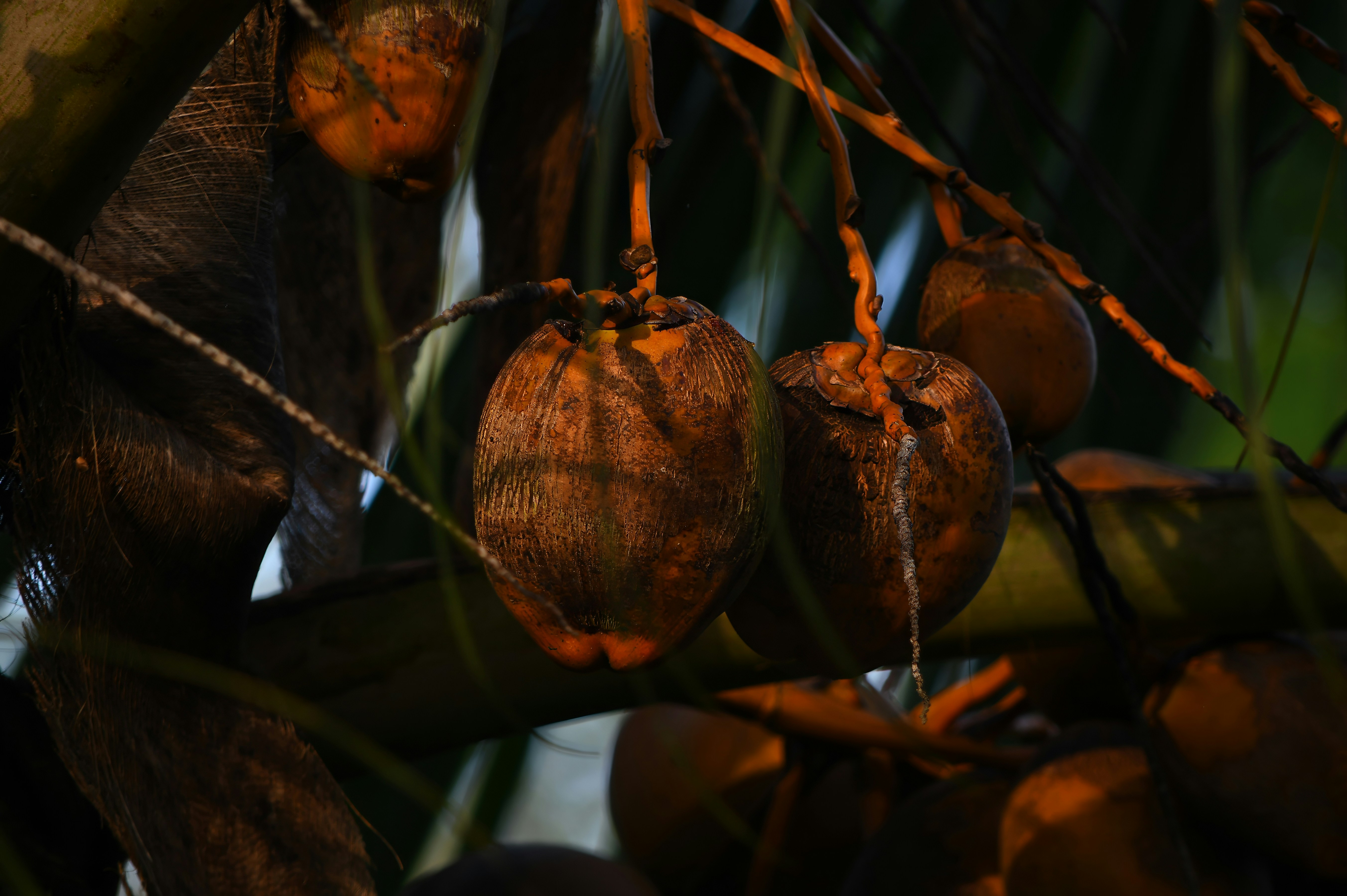 Golden King Coconuts on a Palm Tree.. Those who download this image should click on this link and donate as much as possible to charity. You will not be allowed to download my image unless you make a small donation. https://buymeacoffee.com/ramseena_h