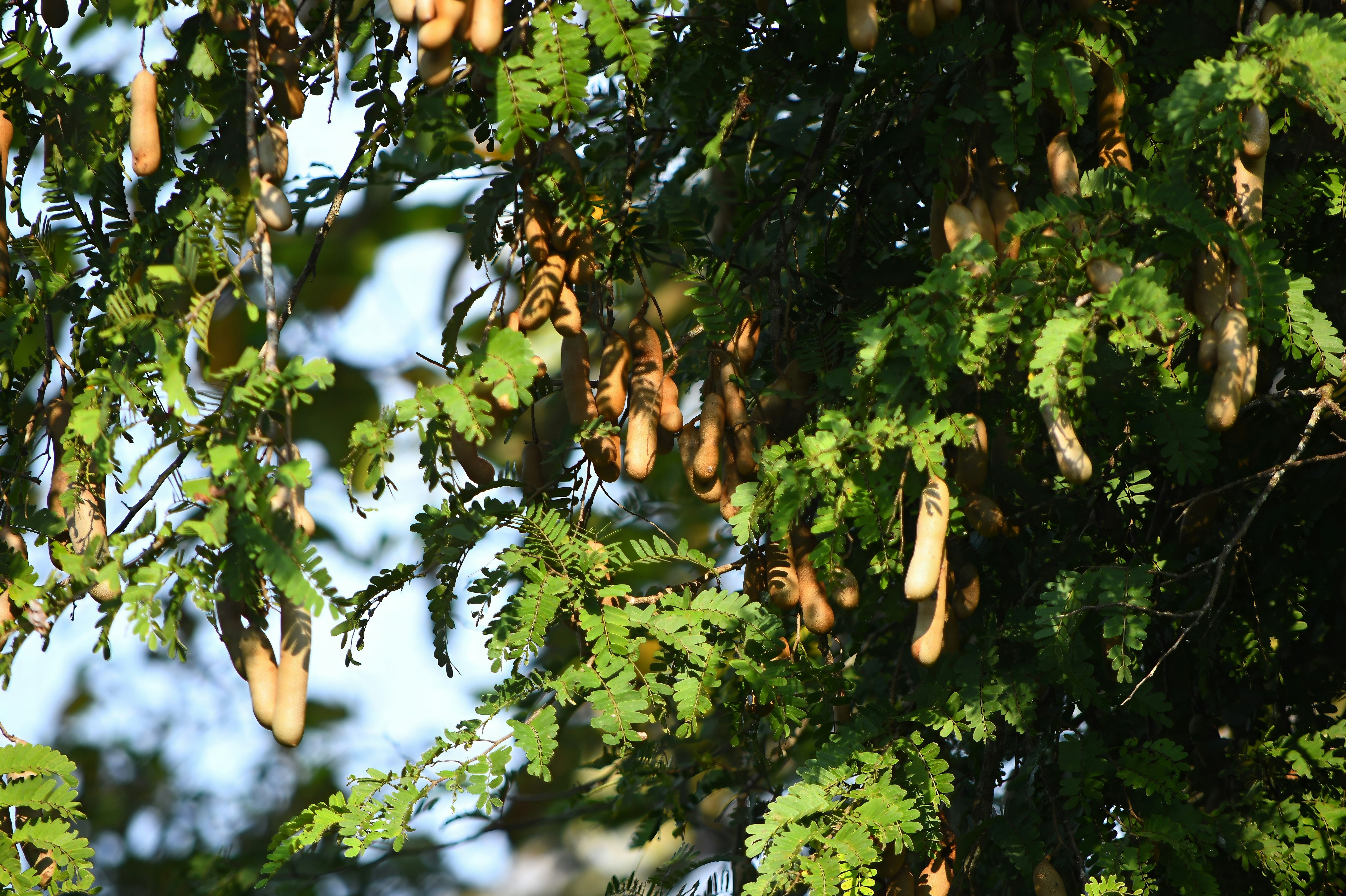 Golden Seed Pods Dangling from a Lush Green Canopy