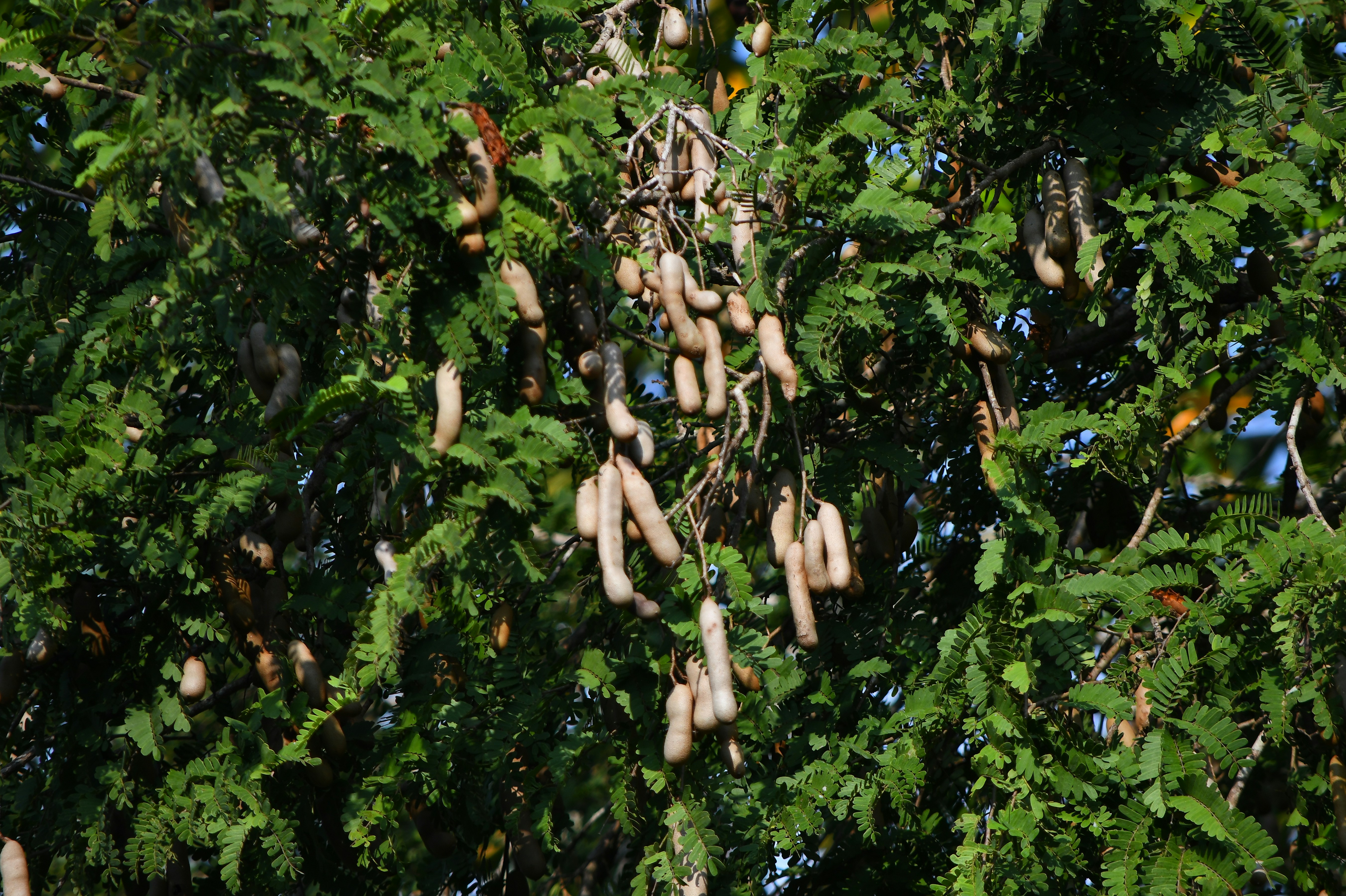 Cluster of pale seedpods against a sunlit green canopy