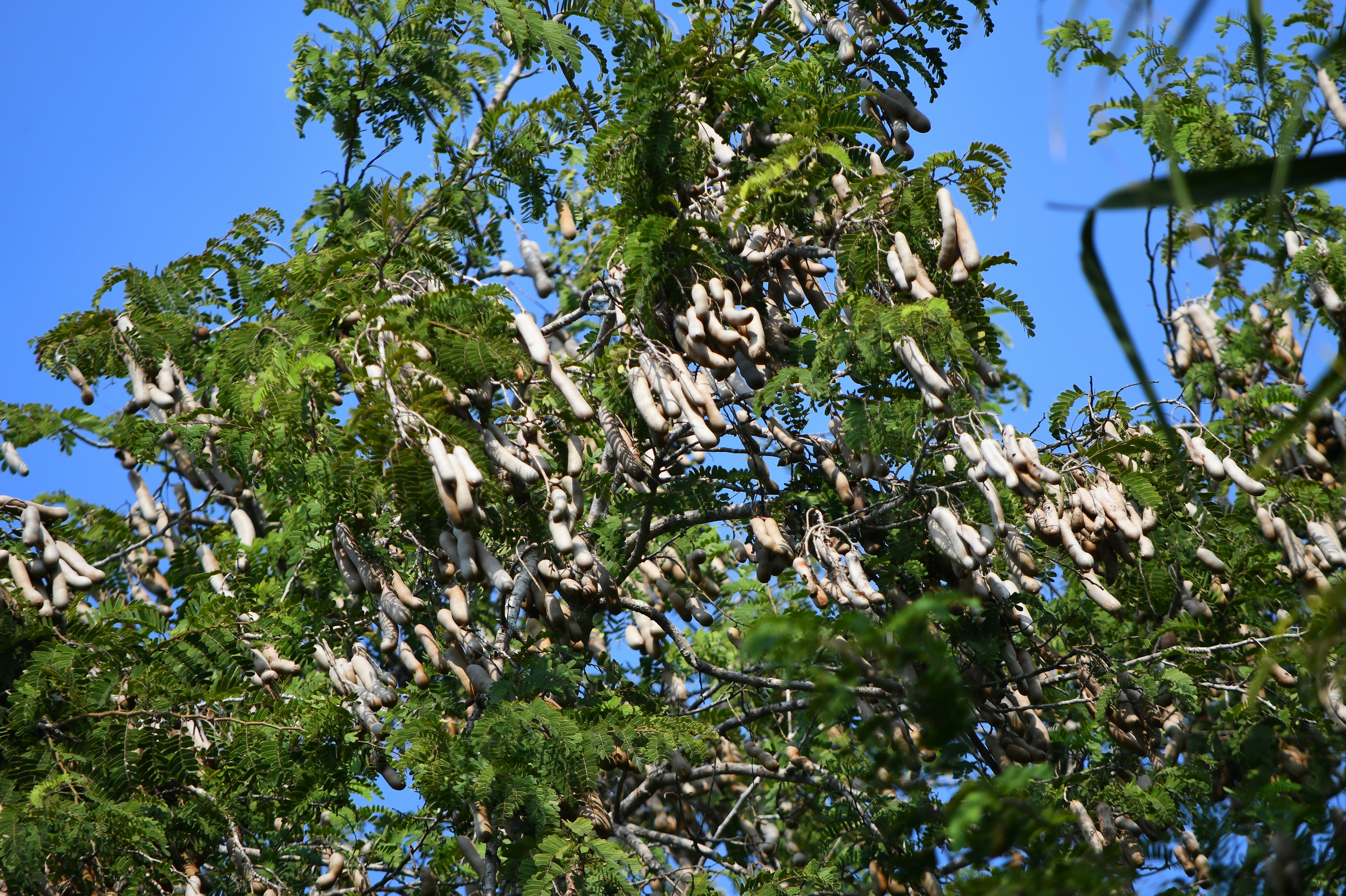 Cloudy-blue Sky Framed by a Cone of Sails: A Treeful of Seeds