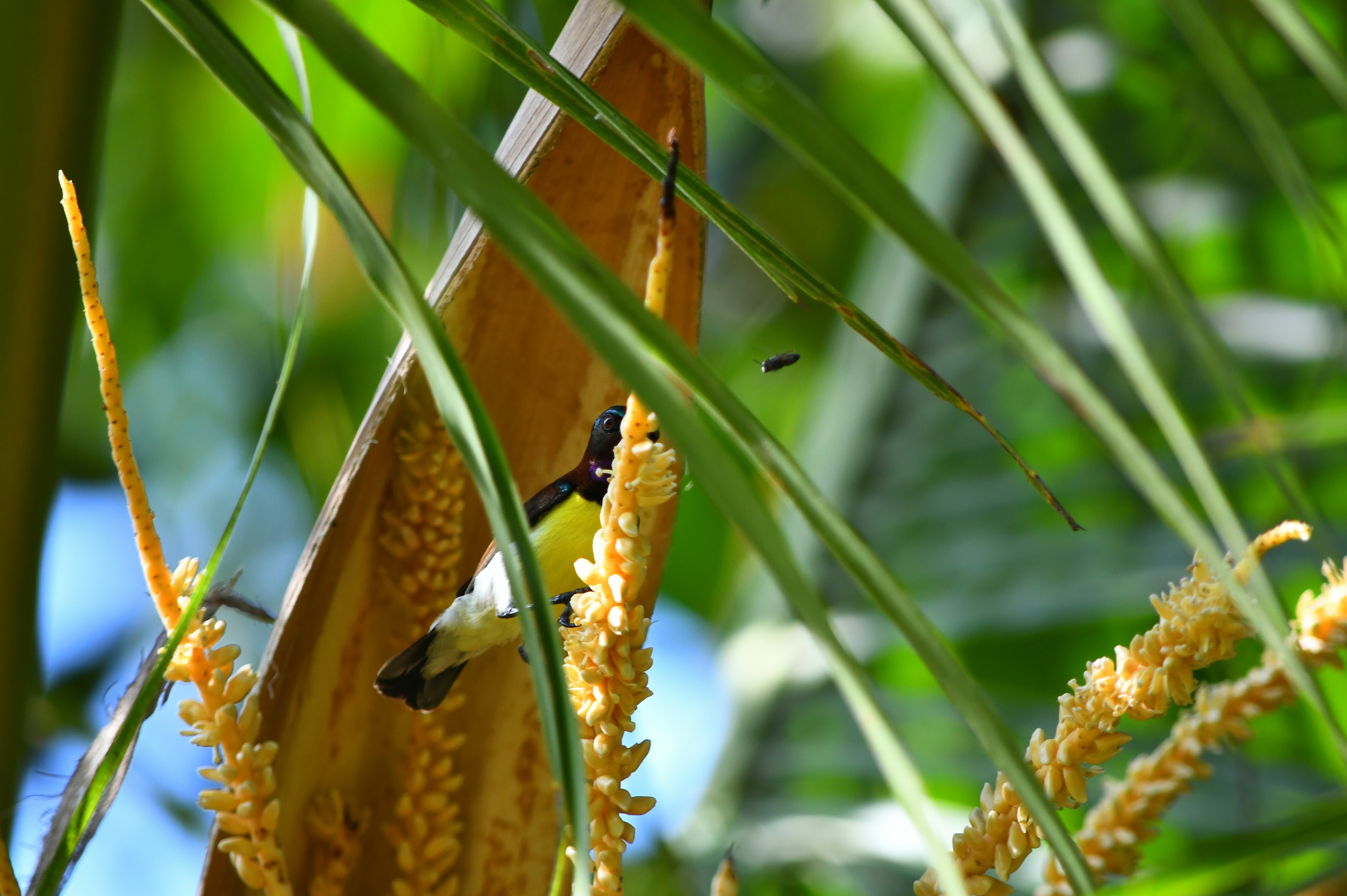Sunlit Yellow Inflorescences Frame a Hidden Bee