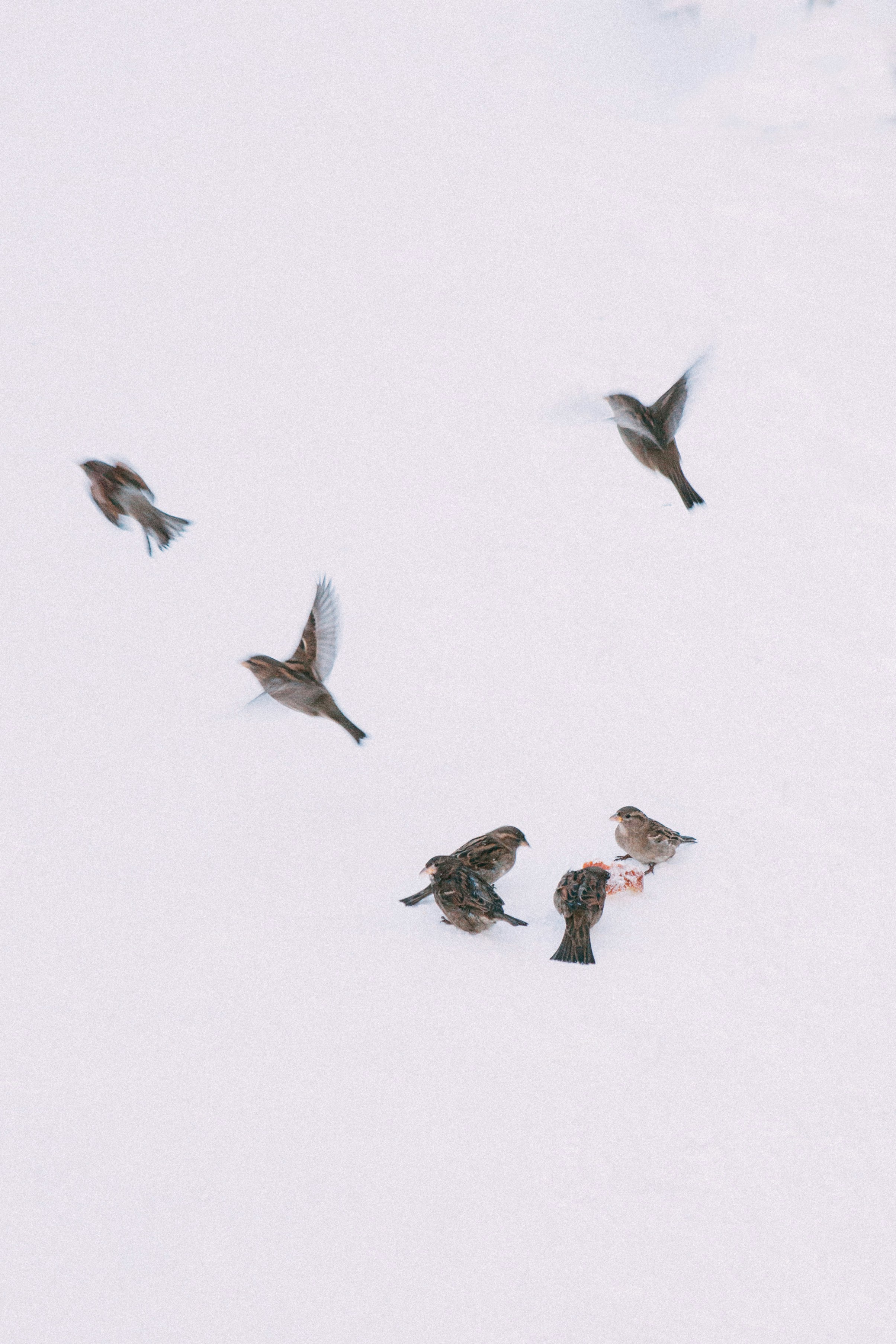 Feathered Reunion in White Silence