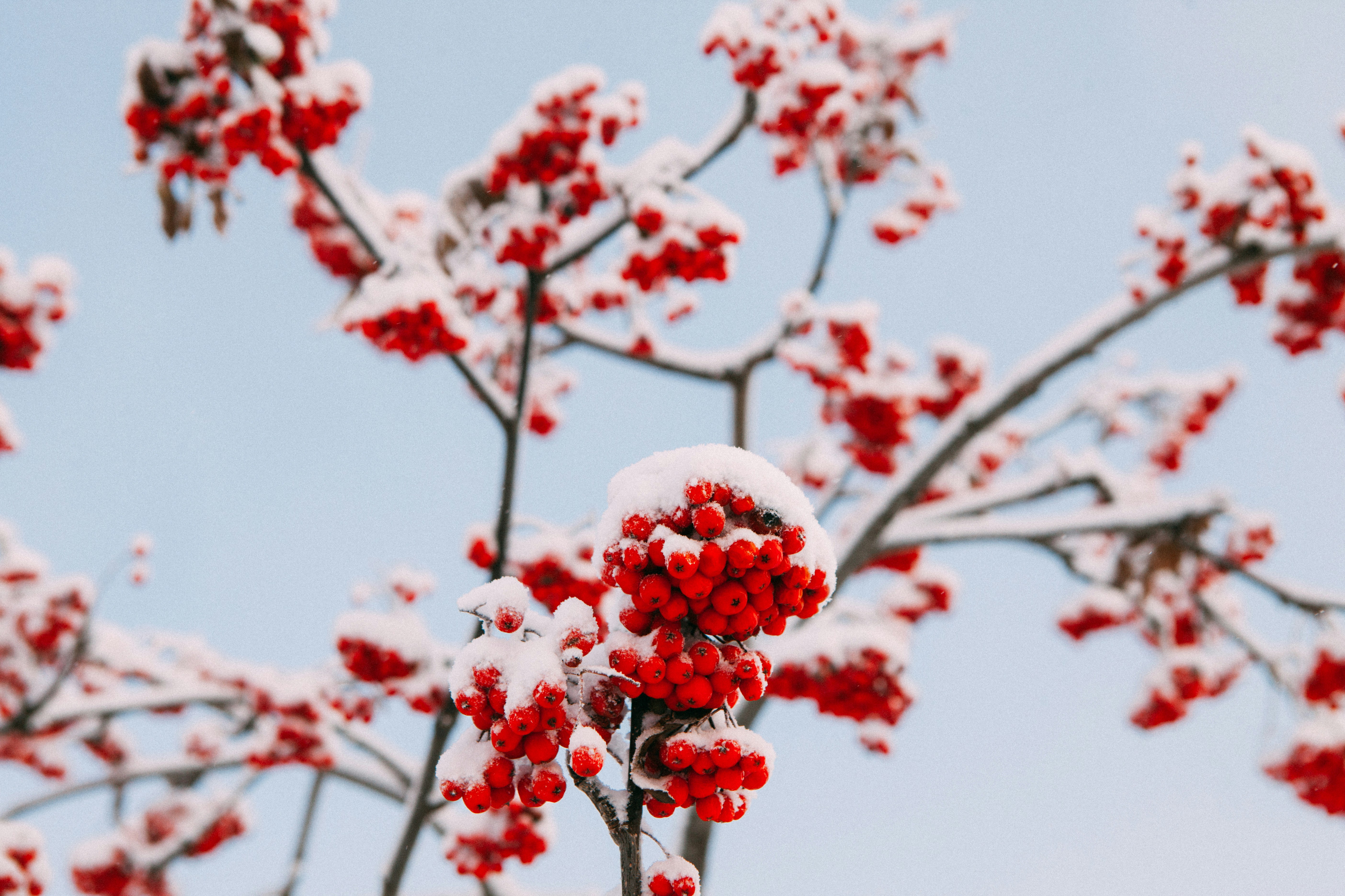 Red Snow-kissed Berries Against a Clear Winter Sky