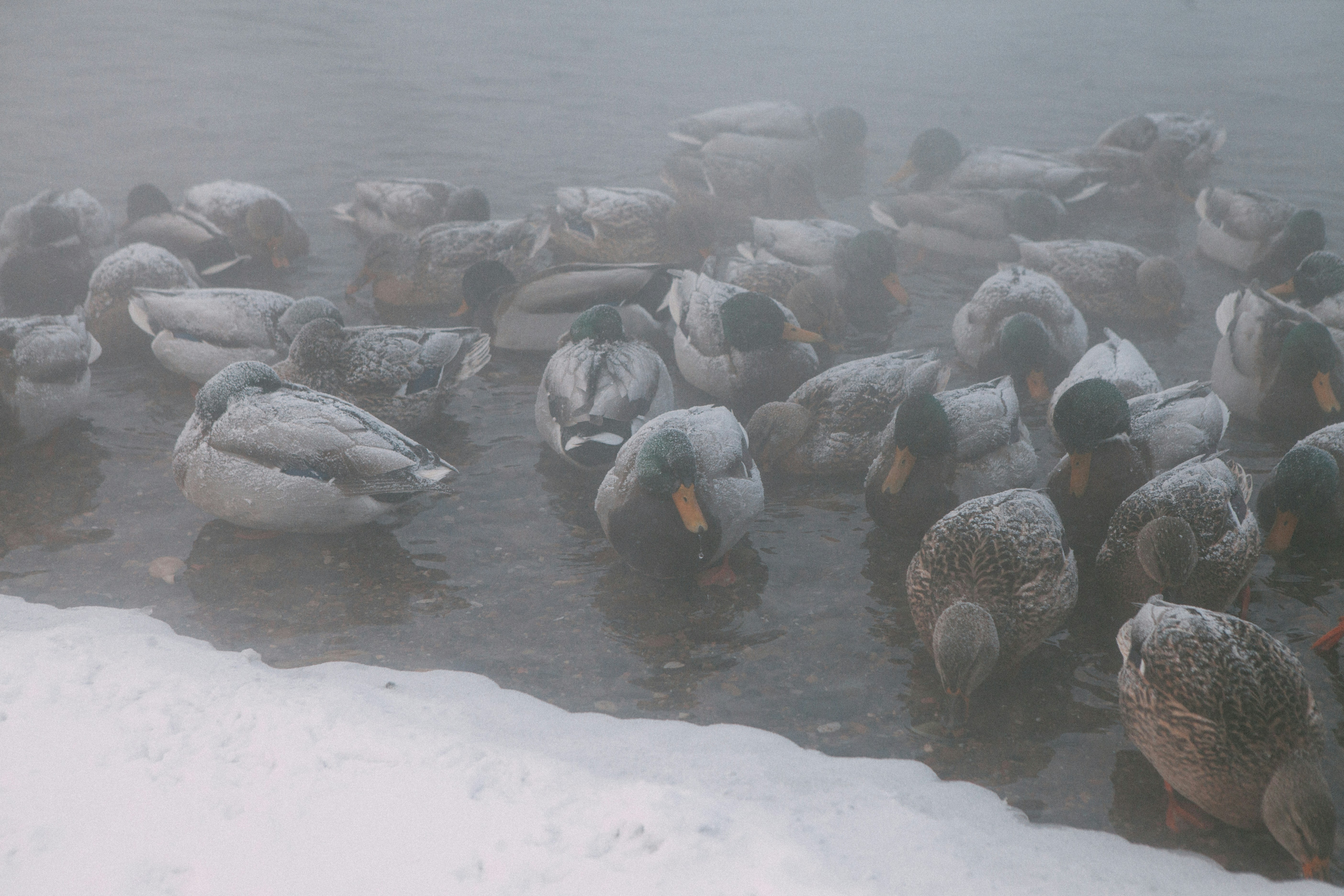 A Winter's Congregation: Geese Rest by Foggy Shore