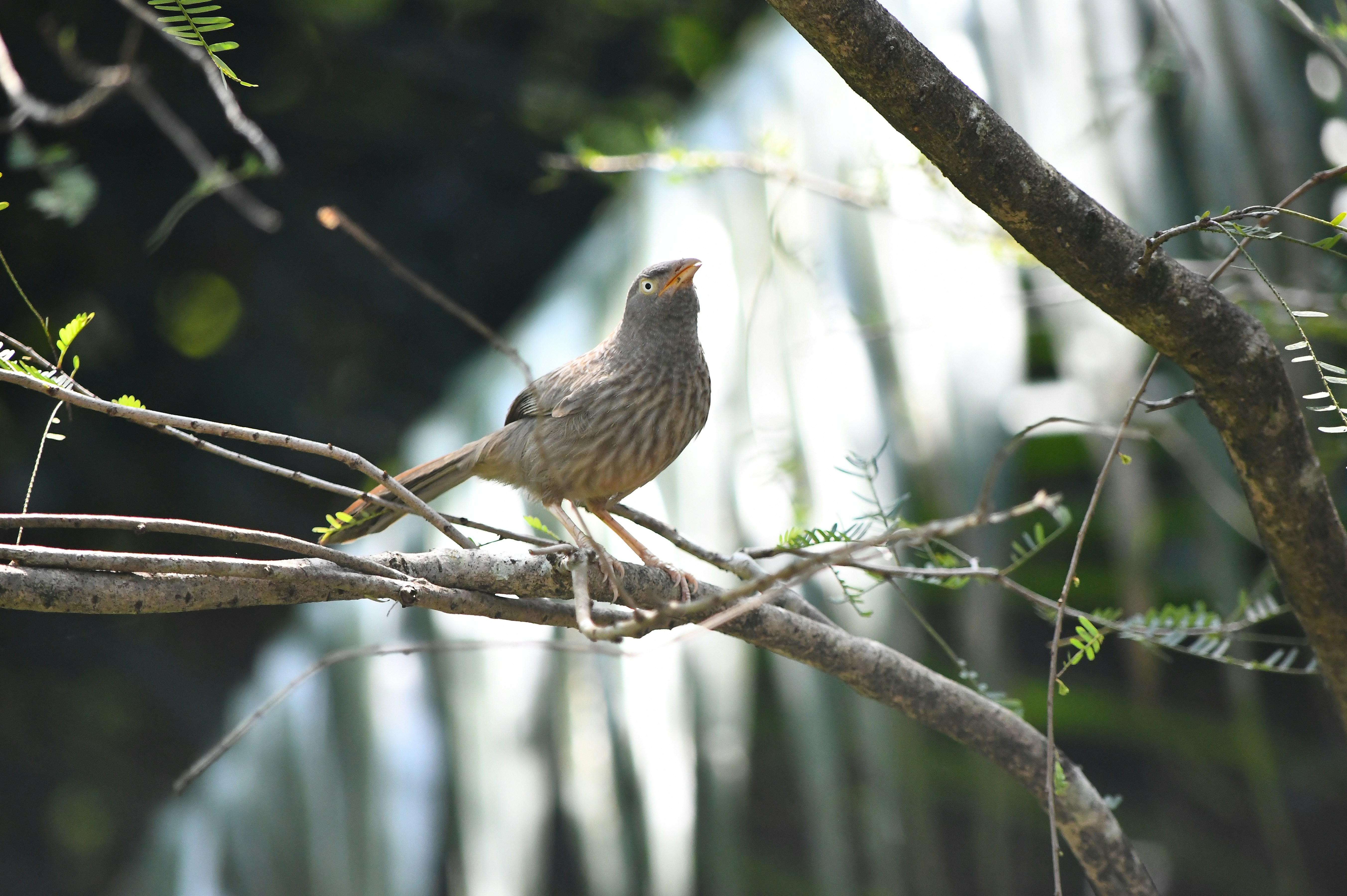 Yellow-billed Babbler Perched on a Branch.. Those who download this image should click on this link and donate as much as possible to charity. You will not be allowed to download my image unless you make a small donation. https://buymeacoffee.com/ramseena_h A Yellow-billed Babbler (Argya affinis), commonly known as the 'Seven Sisters' or 'Poothankiri' in Kerala, perched on a tree branch. This social bird is distinct for its grayish-brown plumage and bright yellow beak, commonly found in gardens and forests of Southern India.