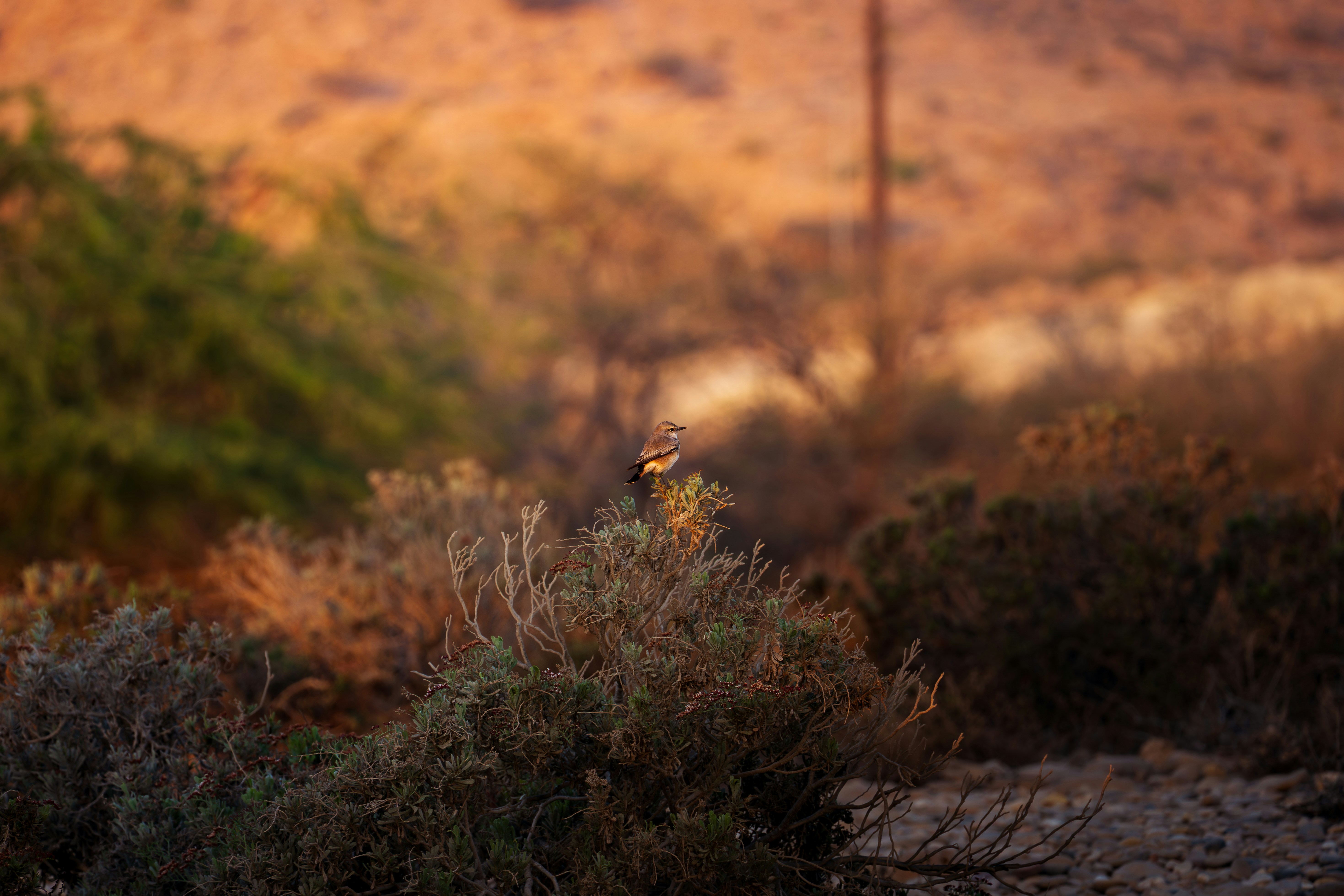 Coyote Ridge at Dusk: A Quiet Edge of the Basin