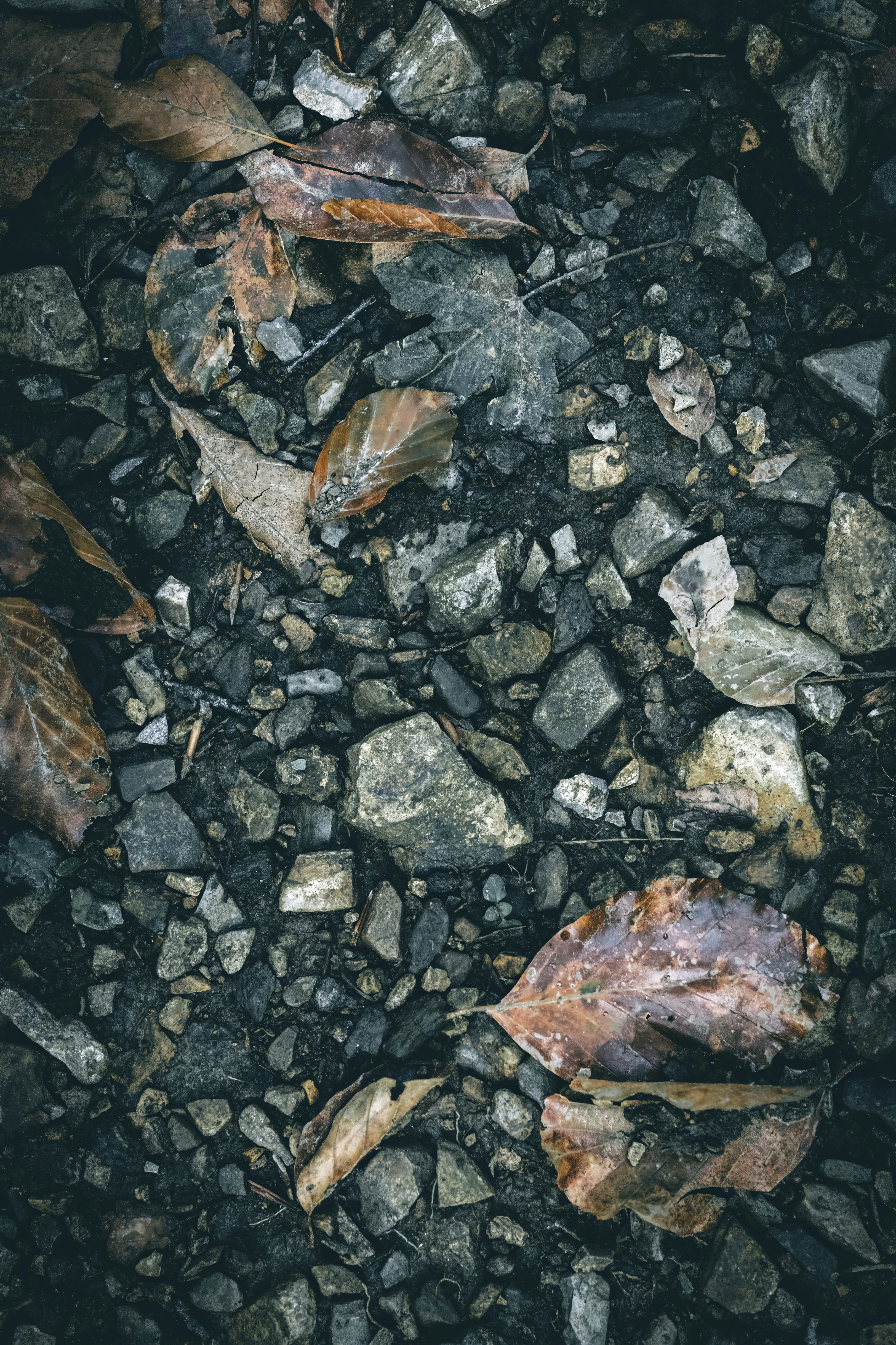 Pebble Mosaic: A Quiet Palette of Wet Stones and Fallen Leaves