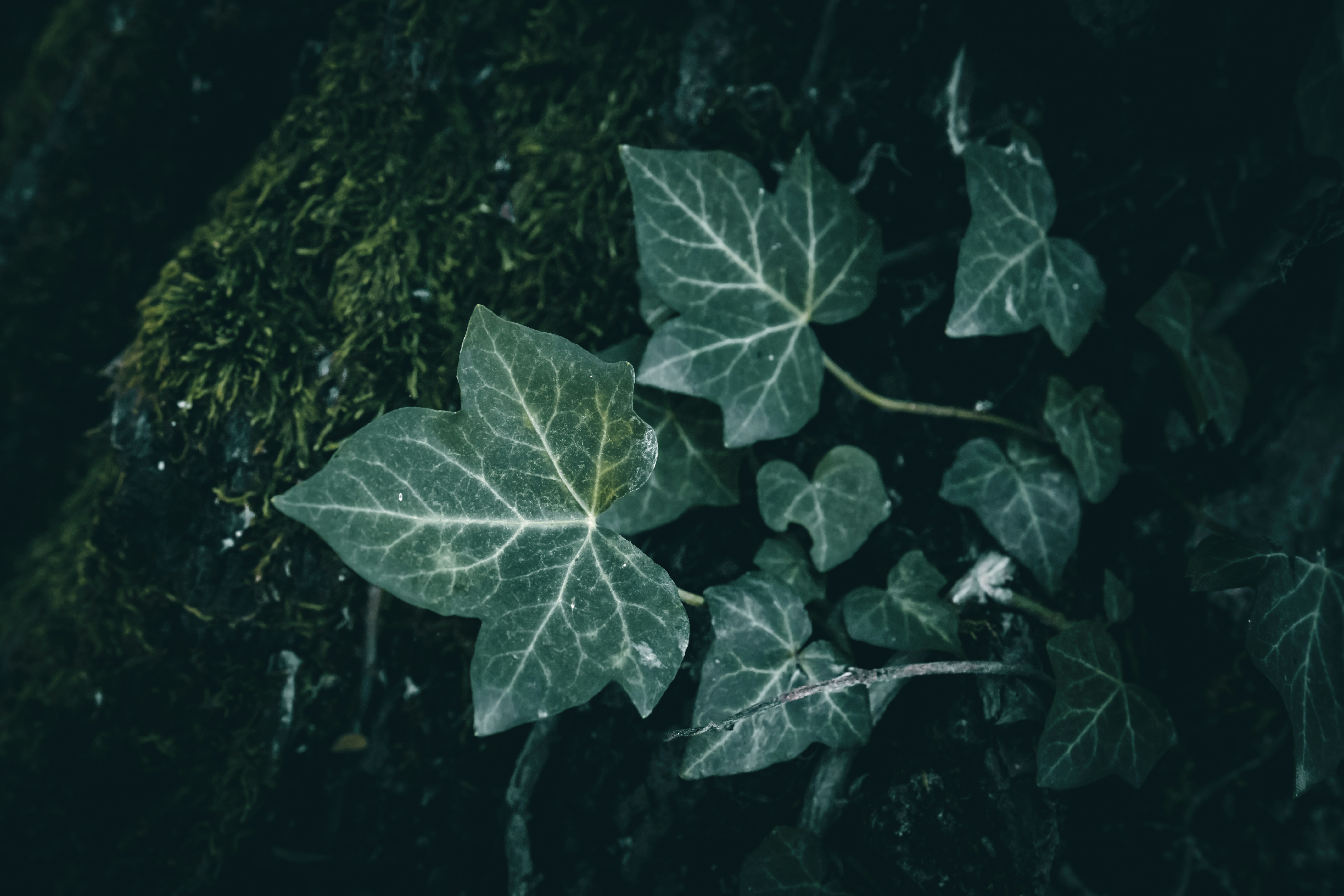 A close up of Ivy leaves and moss on an old tree bark