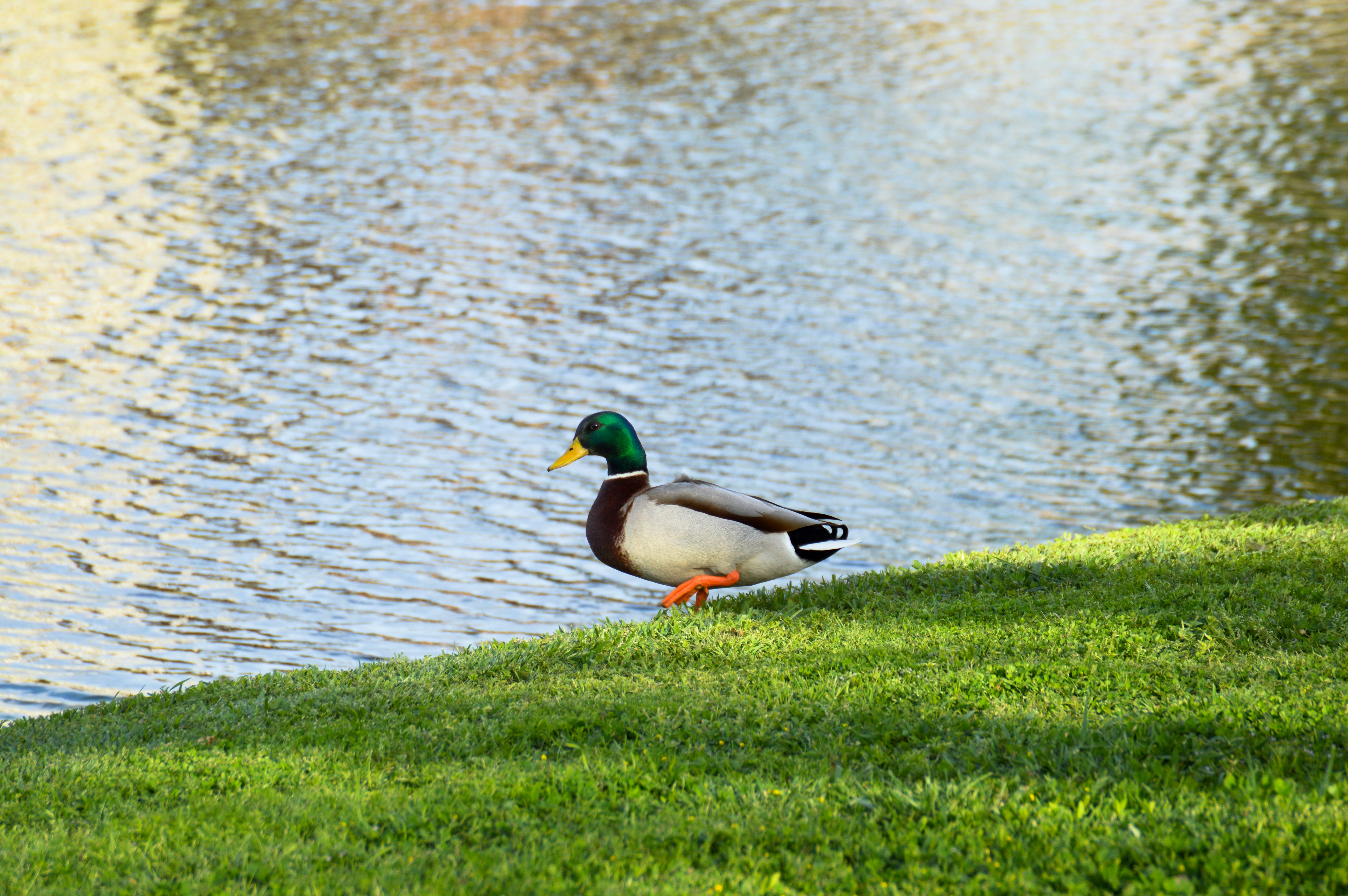 Green-arched Shoreline Portrait of a Mallard by Sunlit Water
