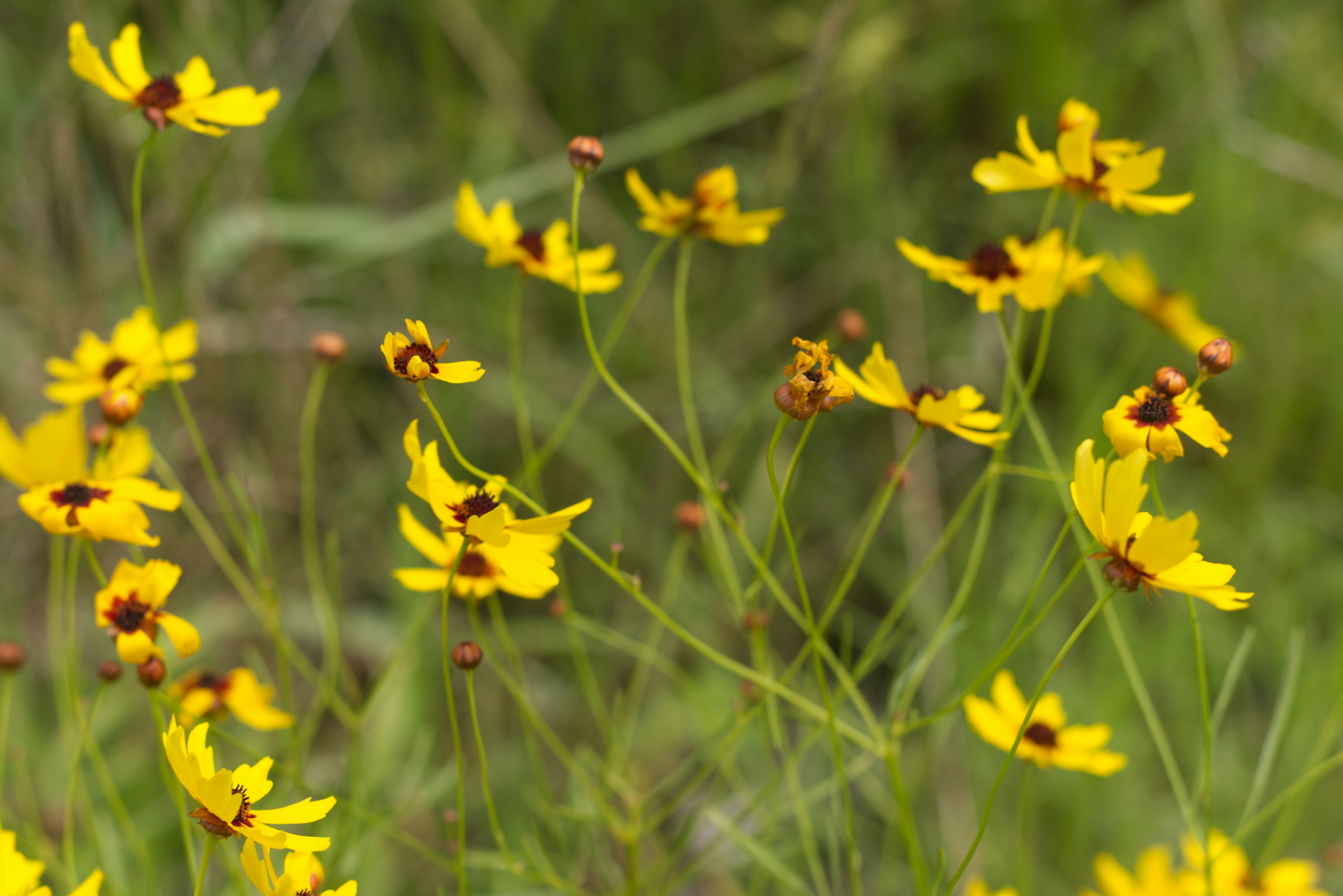 Beautiful yellow flowers in a green field located in Mississippi