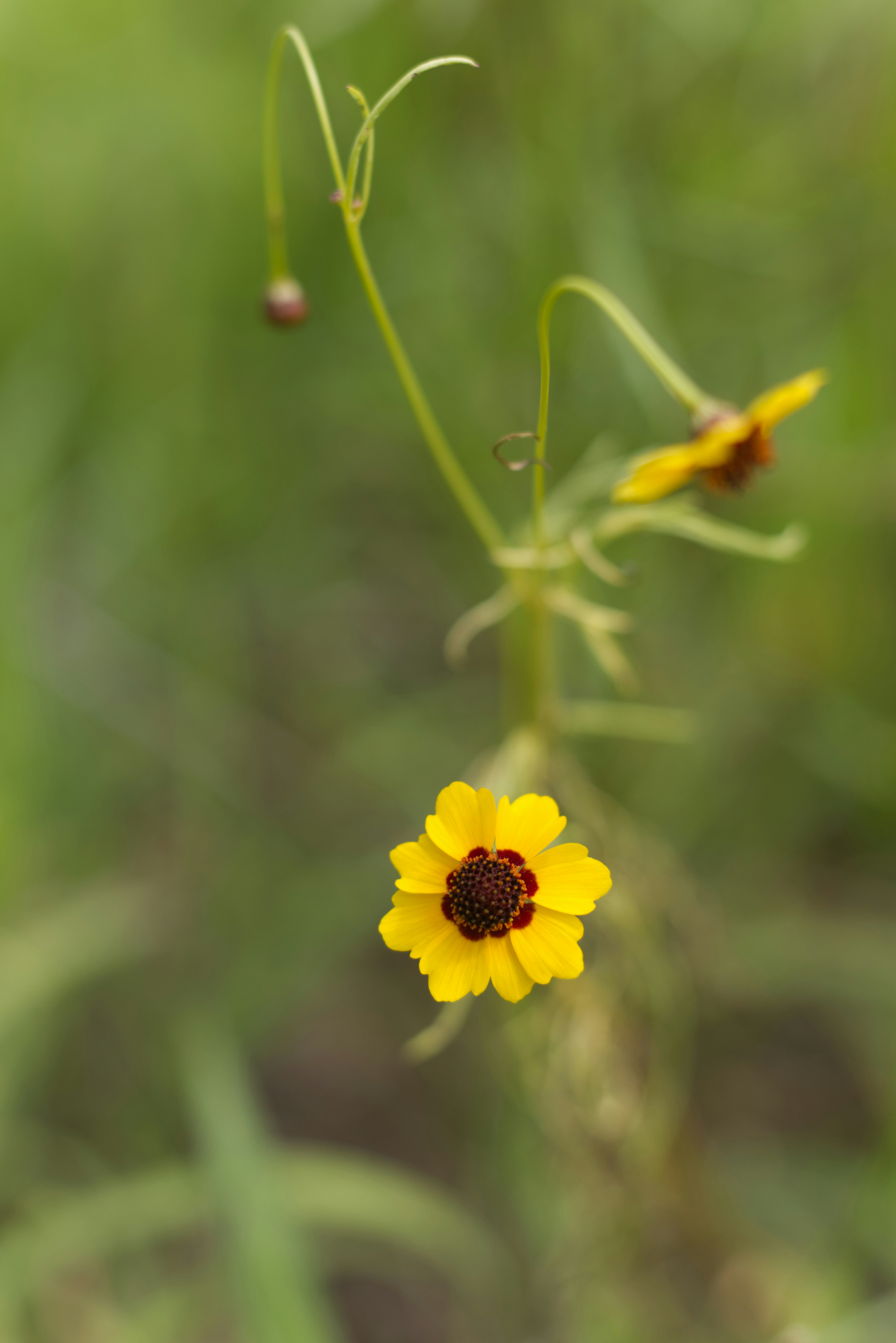 A Lone Yellow Bloom Descends from a Whispering Stem