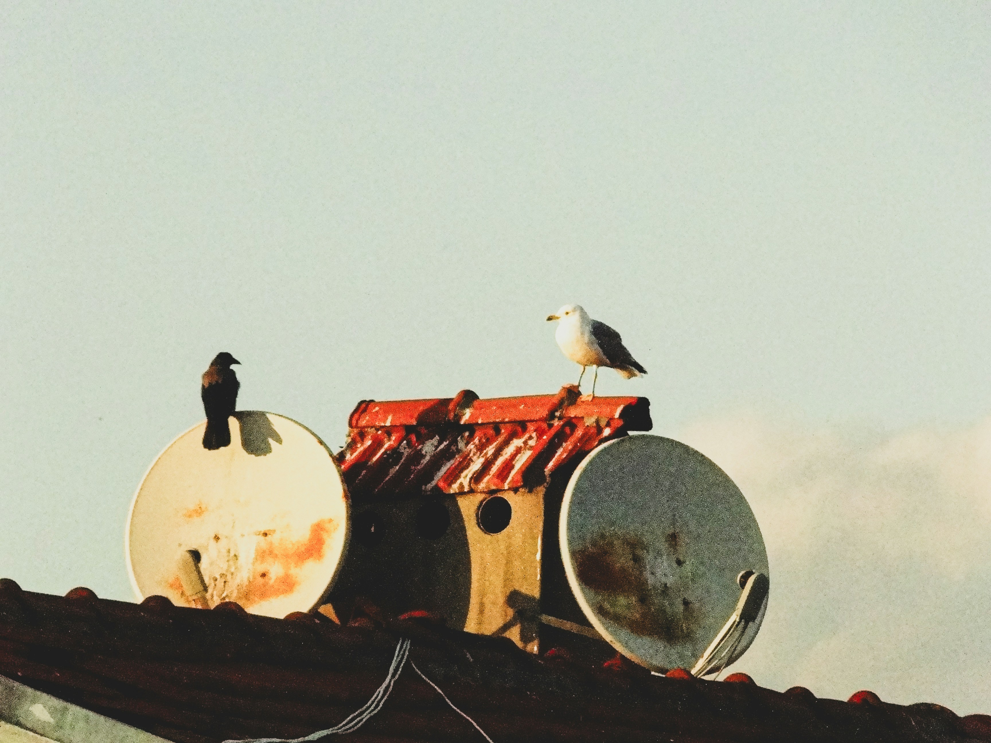 Two birds perched on a rooftop with satellite dishes.
