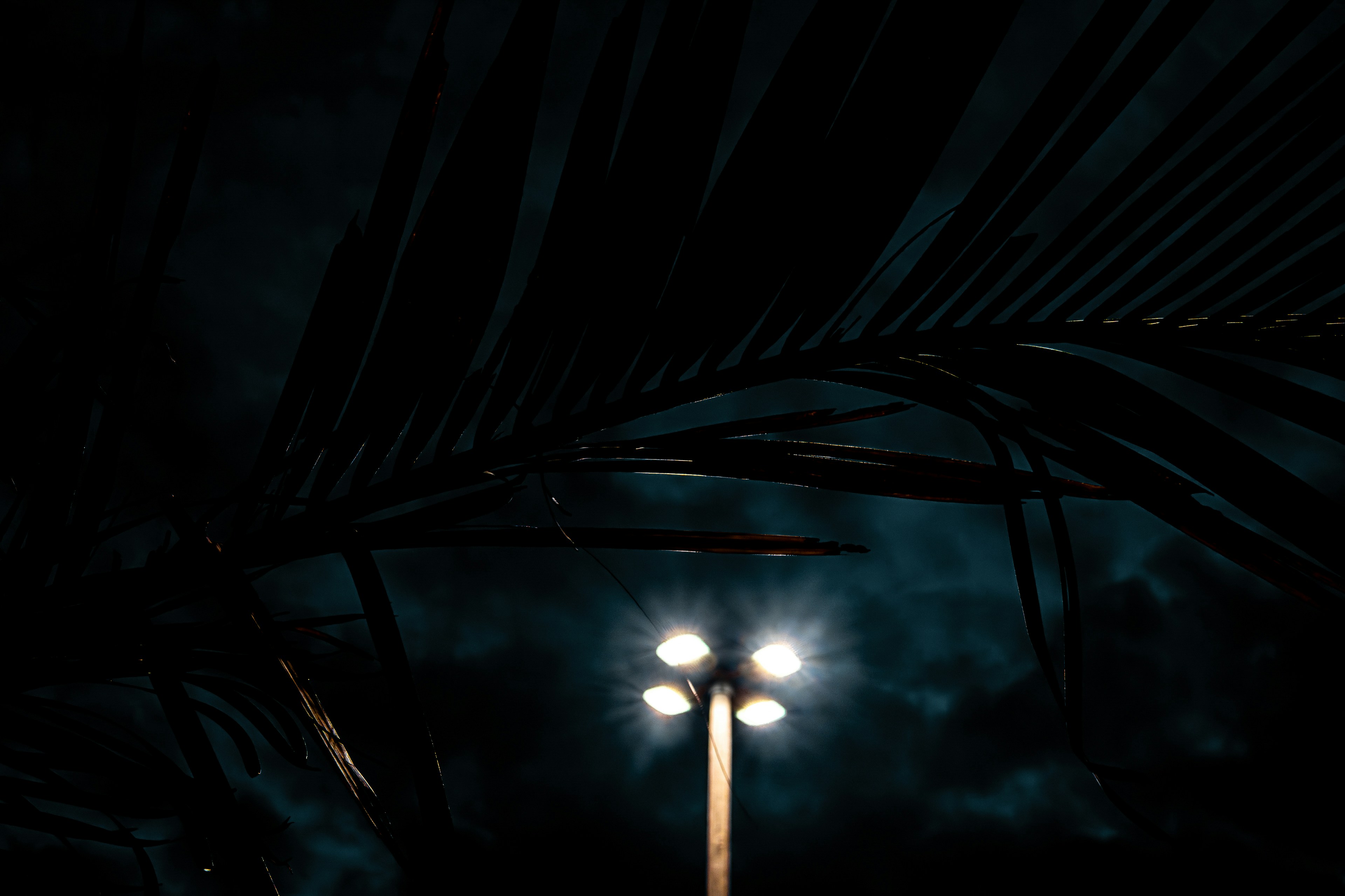 A street light illuminates the dark sky, with palm fronds silhouetted in the foreground.