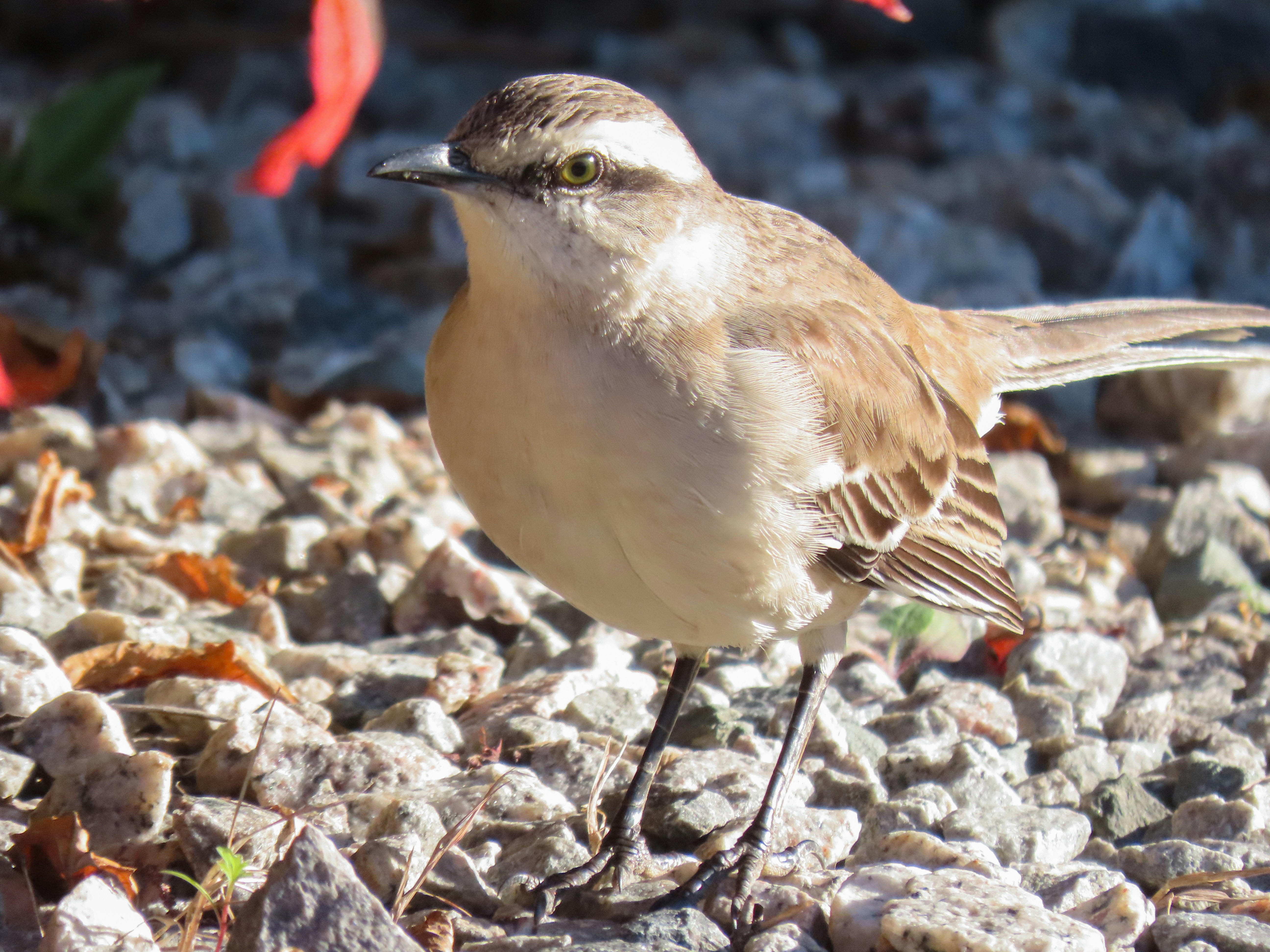 Sabiá-do-campo/Chalk-browed Mockingbird (Mimus saturninus)