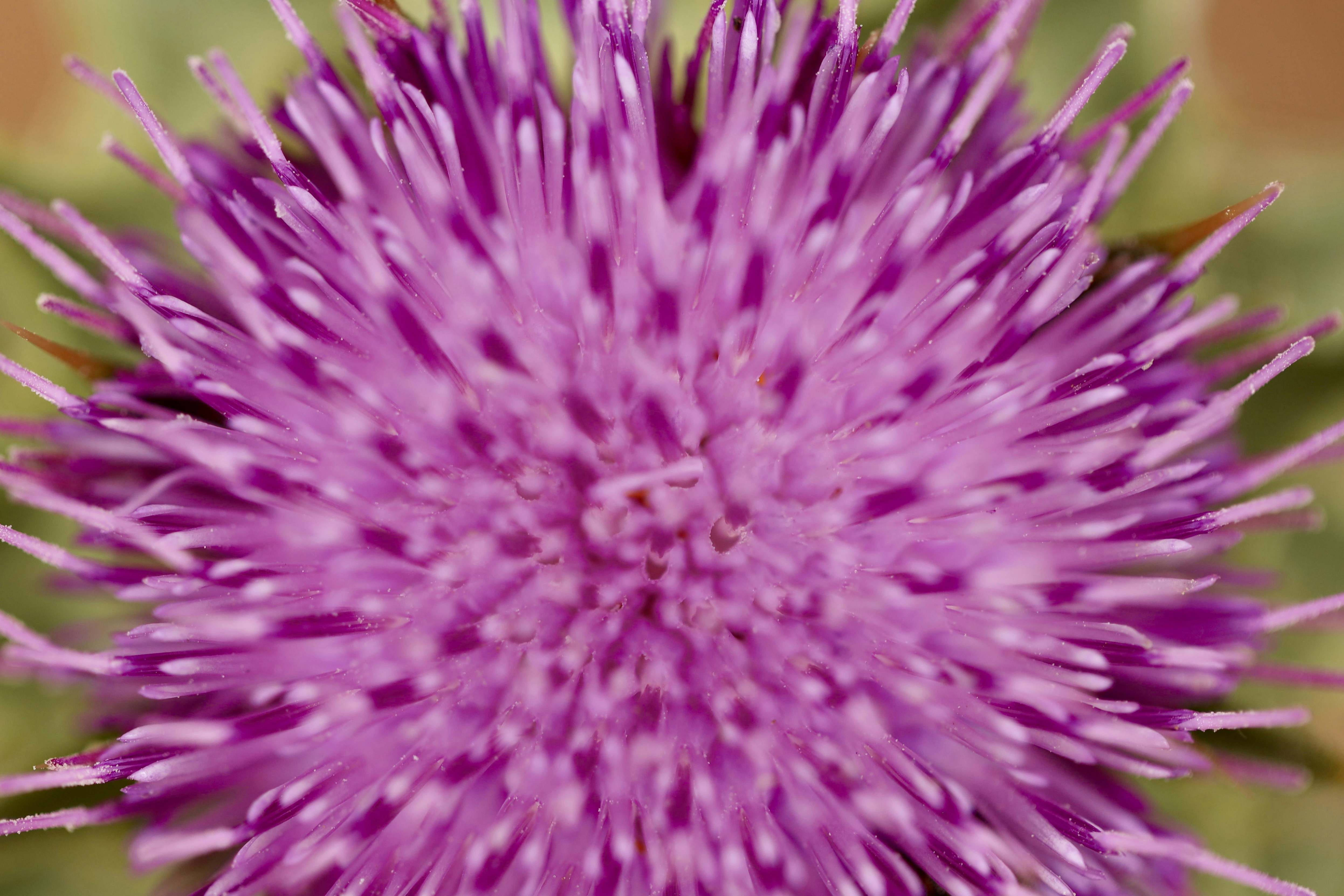 Photo by Thomas Griggs with Canon EOS R