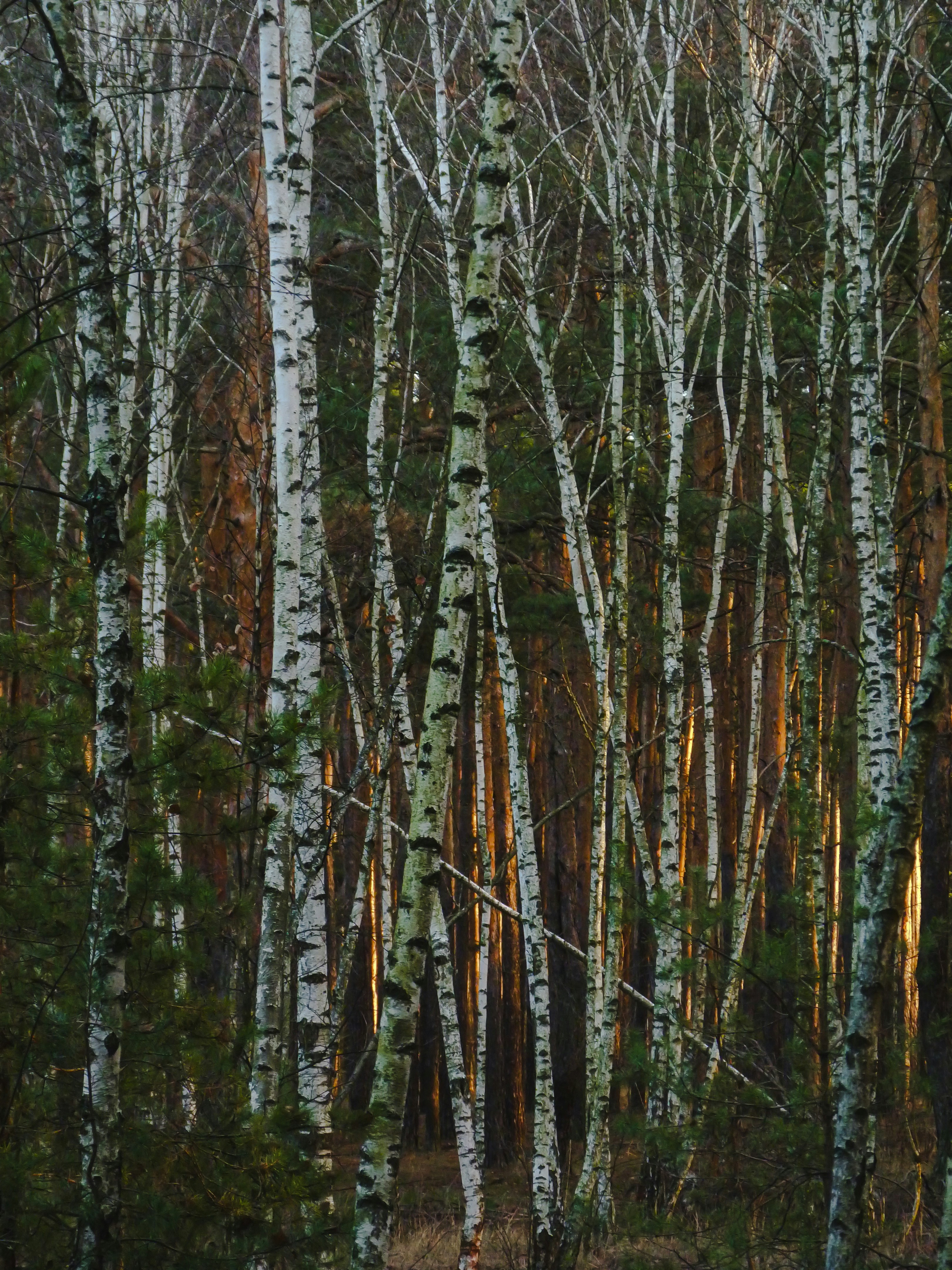 Photo by Ekaterina Suleymanova with Panasonic Lumix FZ45