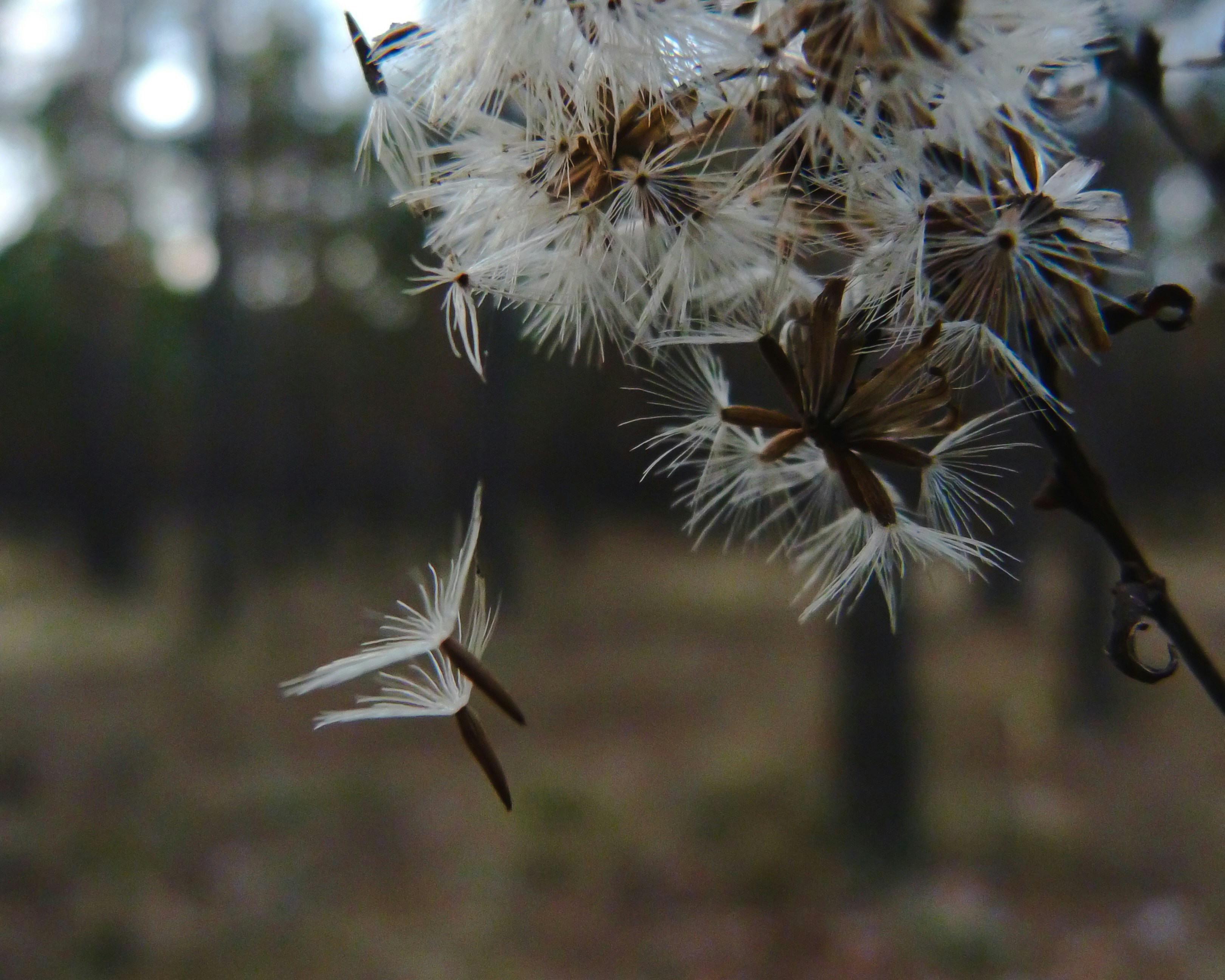 Seeds floating from a dried flower in the woods