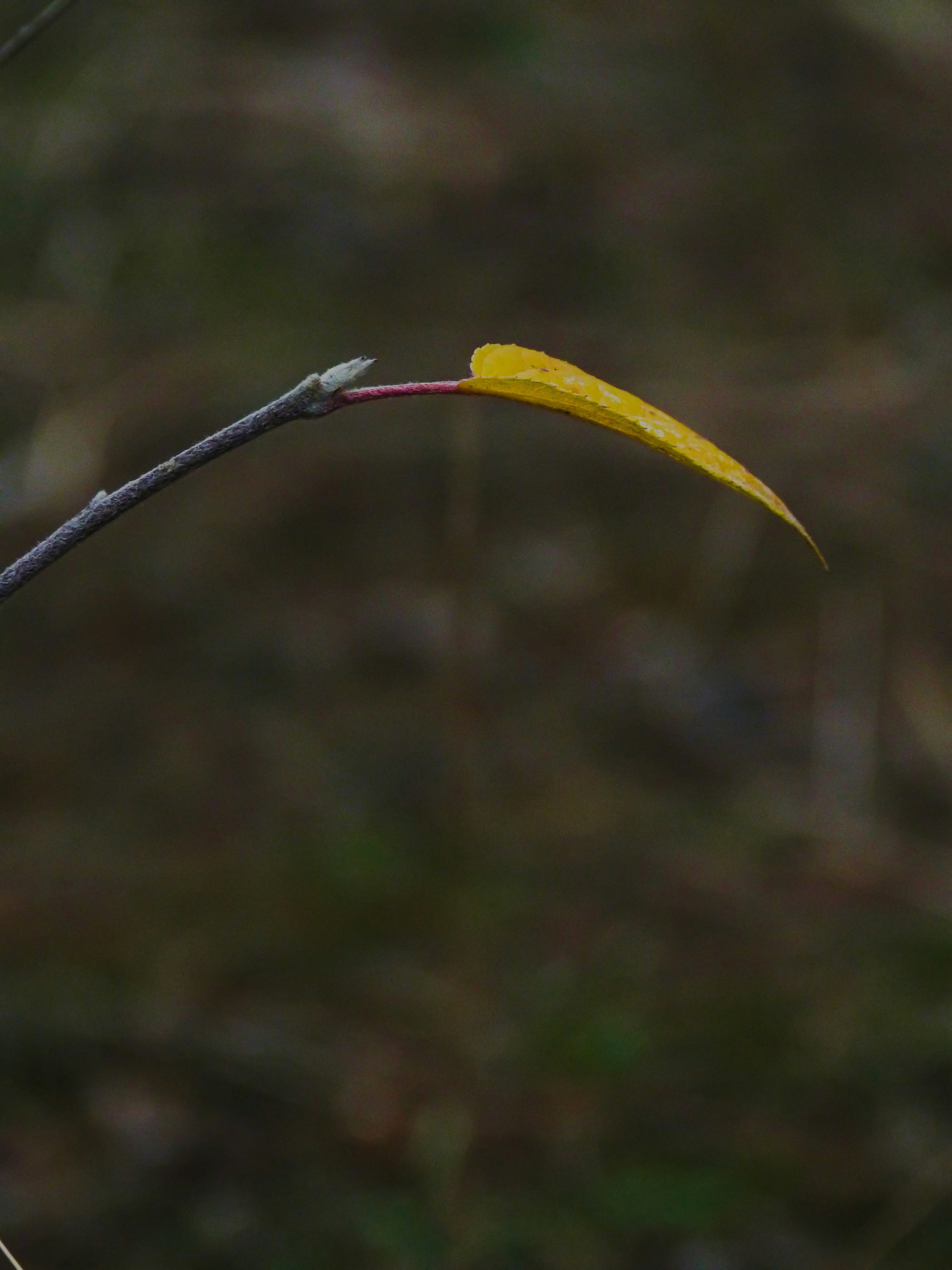 Forest December autumn sun nature