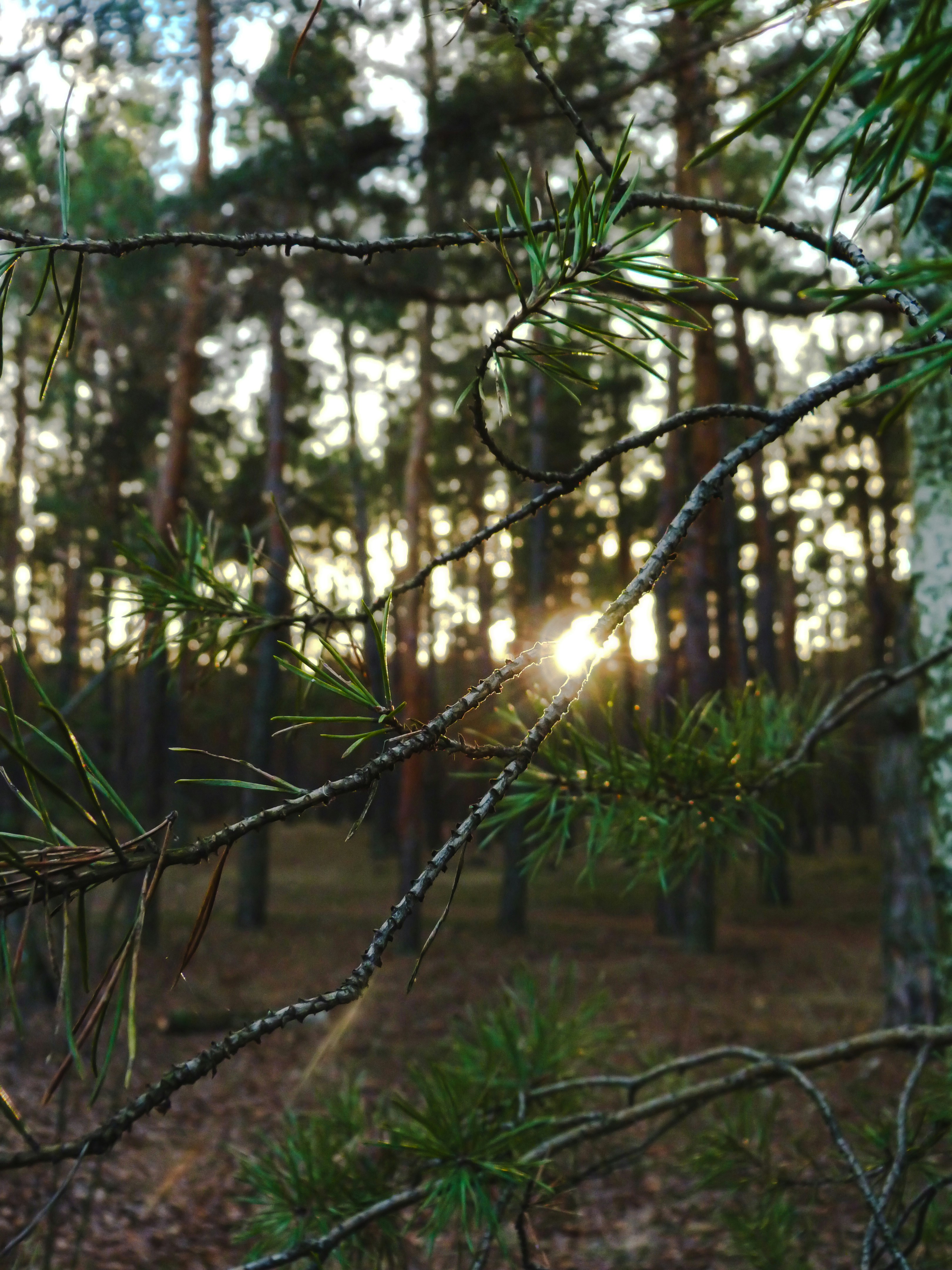 Sunlight filtering through pine branches in a forest.