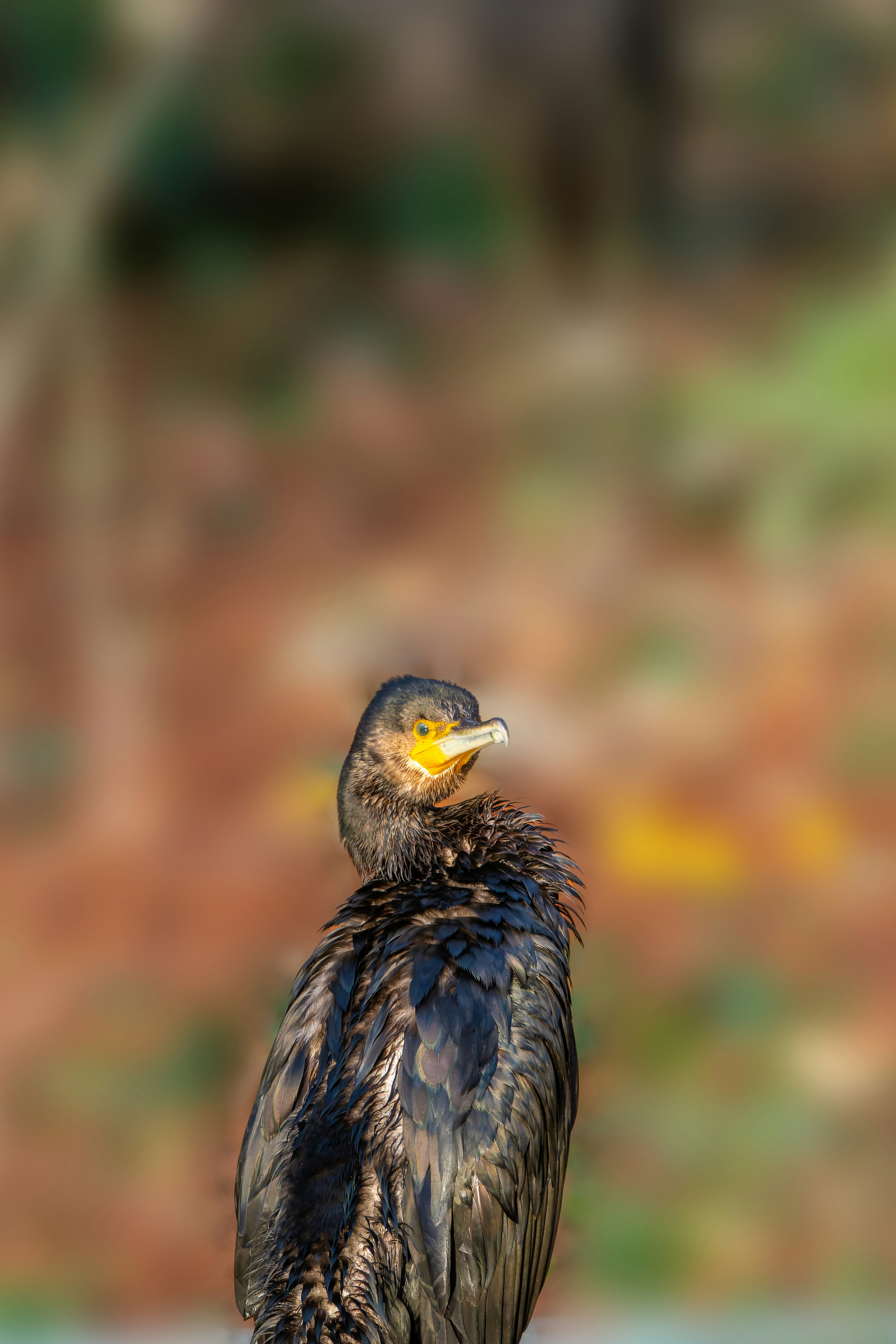 Photo by Siegfried Poepperl with Nikon Z8