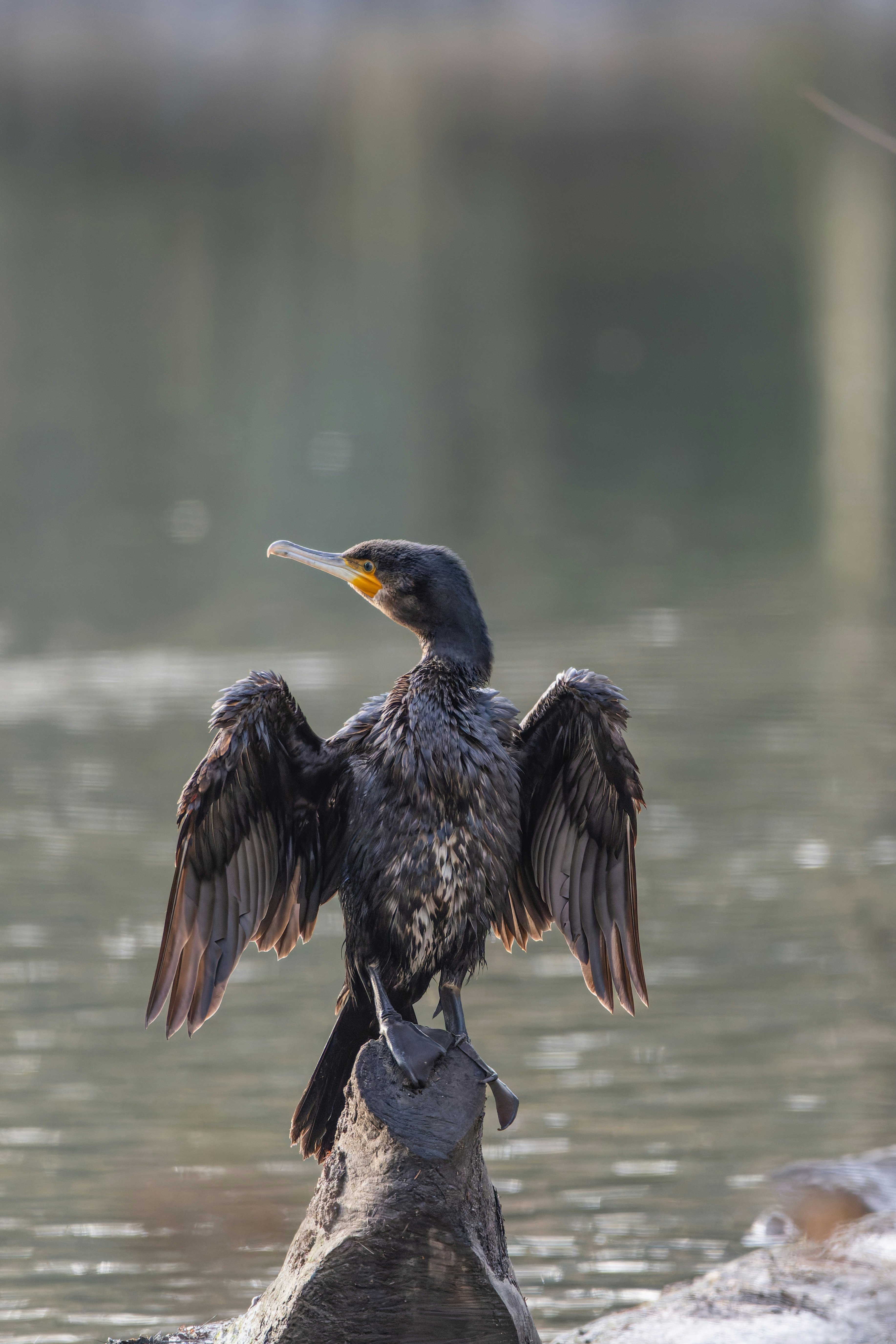Cormorant Resplendent on a Sunlit Log