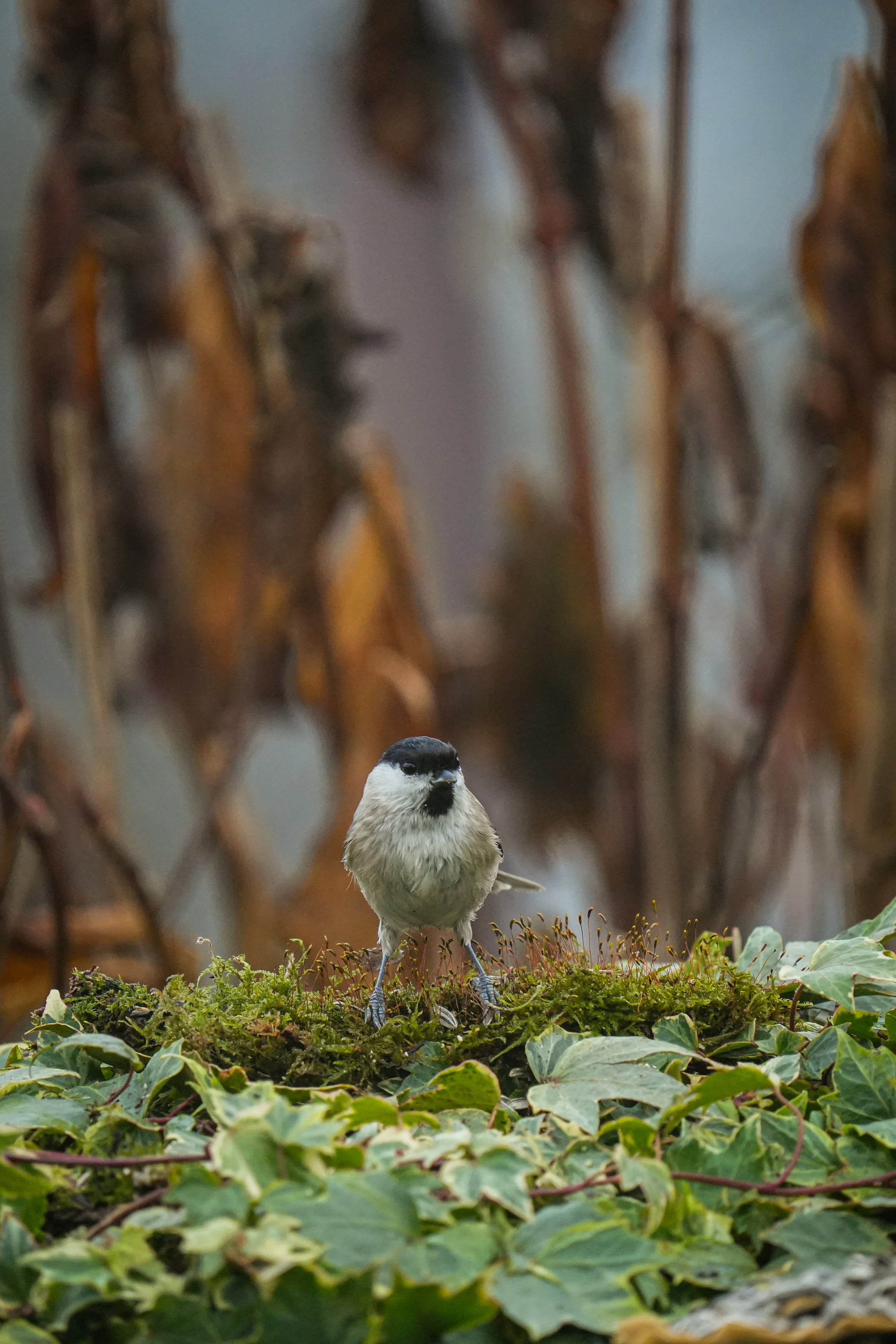 Tiny Sentinel on Mossy Green Throne