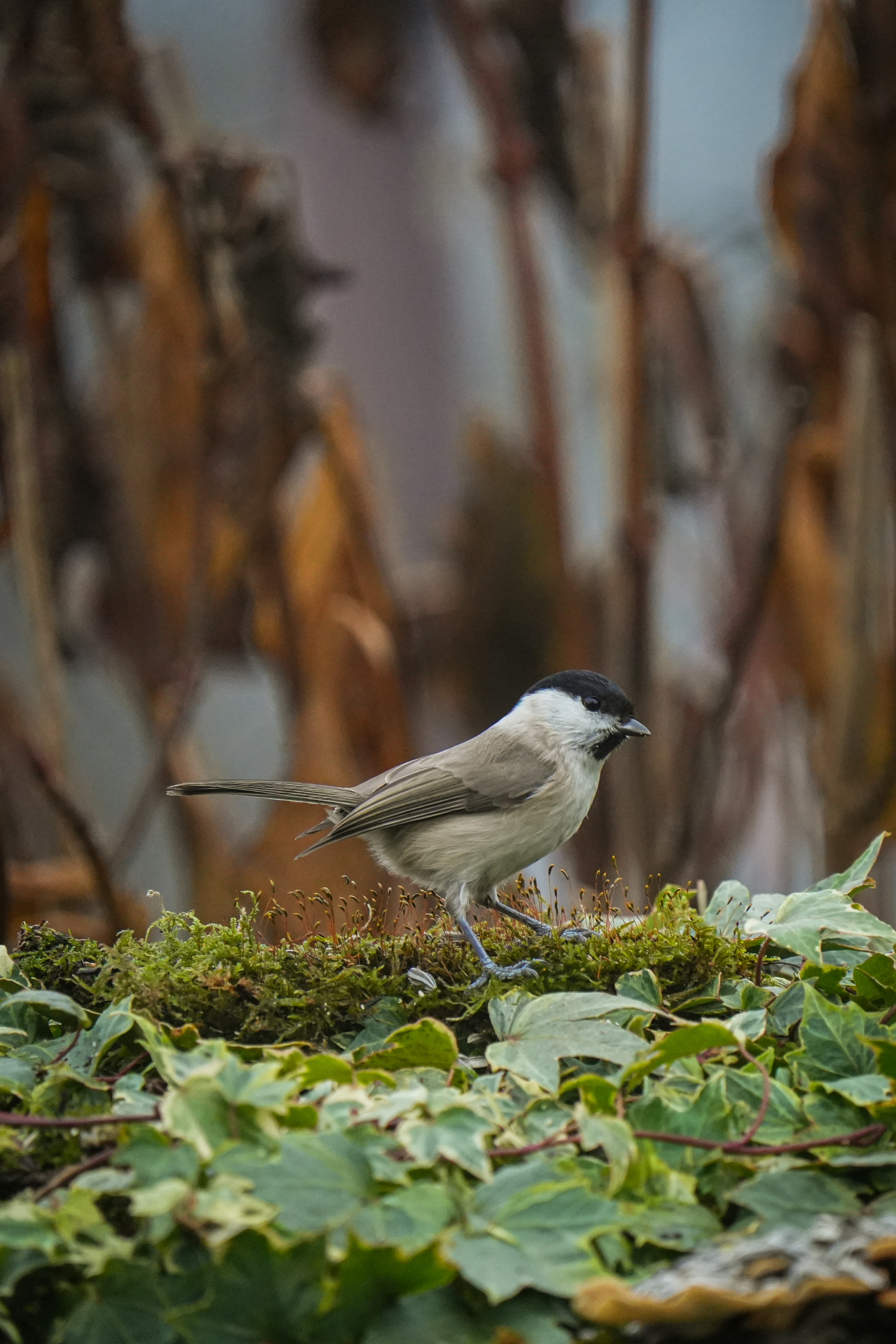 Photo by Nikola  Tomašić with Sony Alpha 7 IV