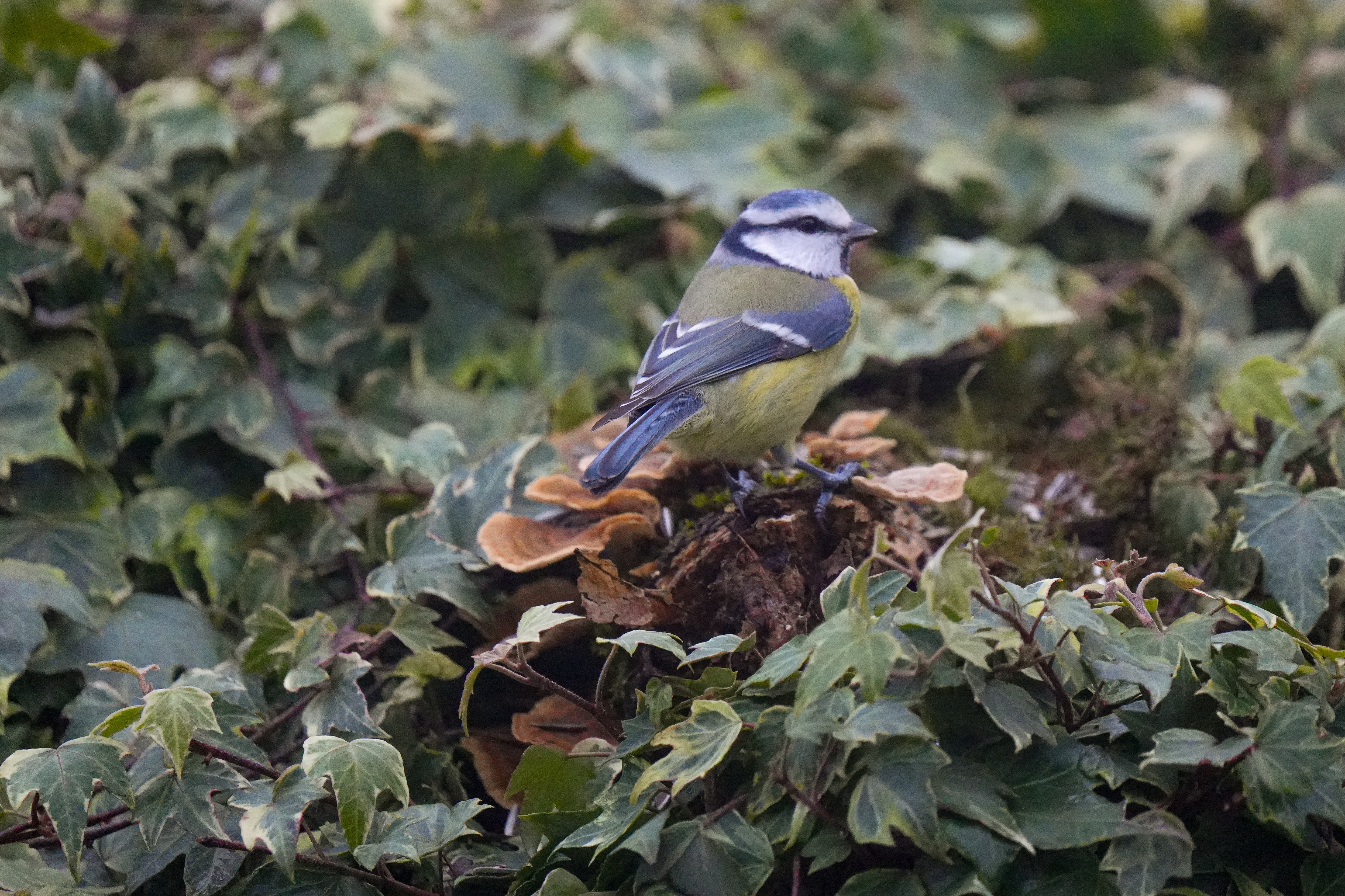 Photo by Nikola  Tomašić with Sony Alpha 7 IV