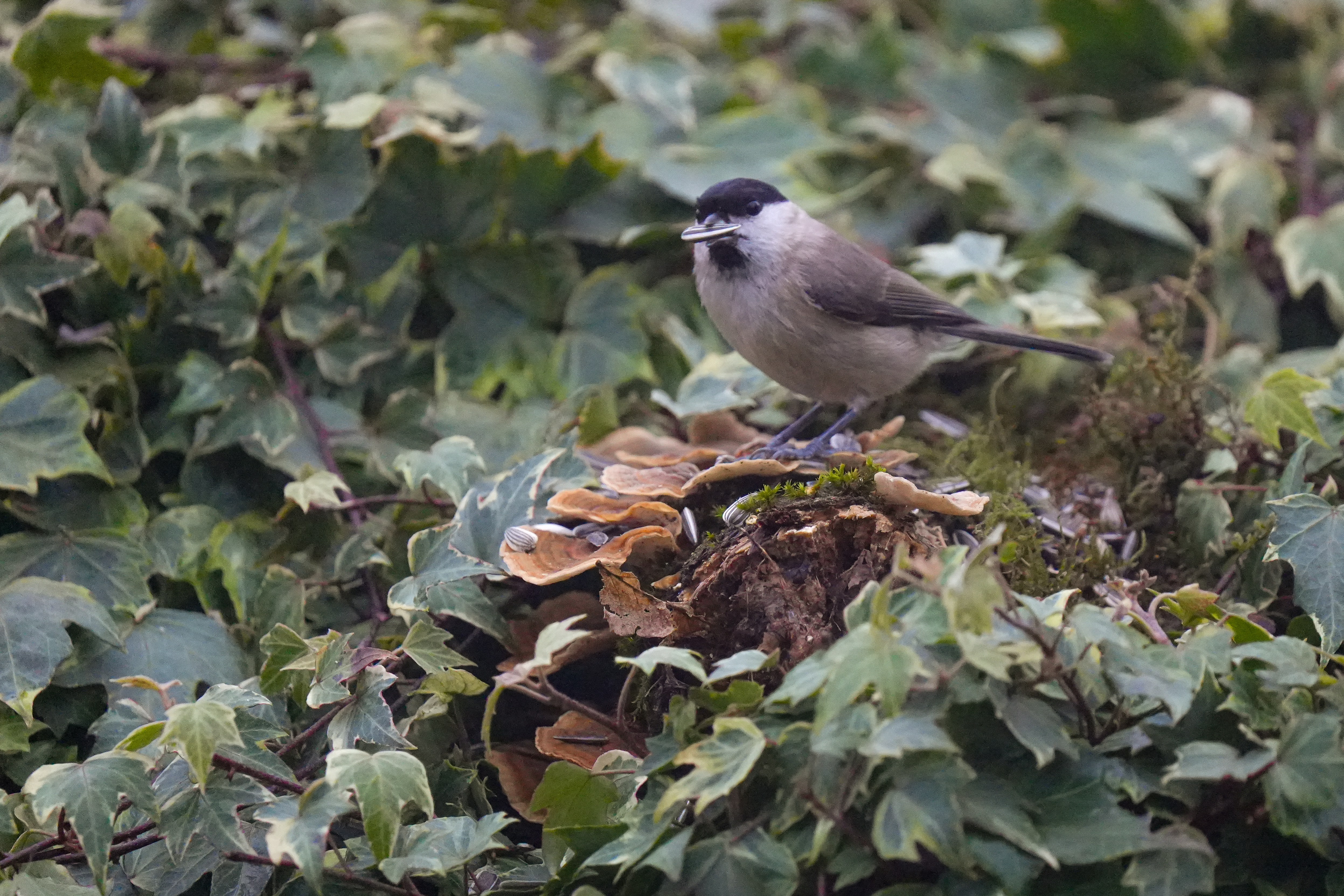 Mute Flight over Mossy Foliage