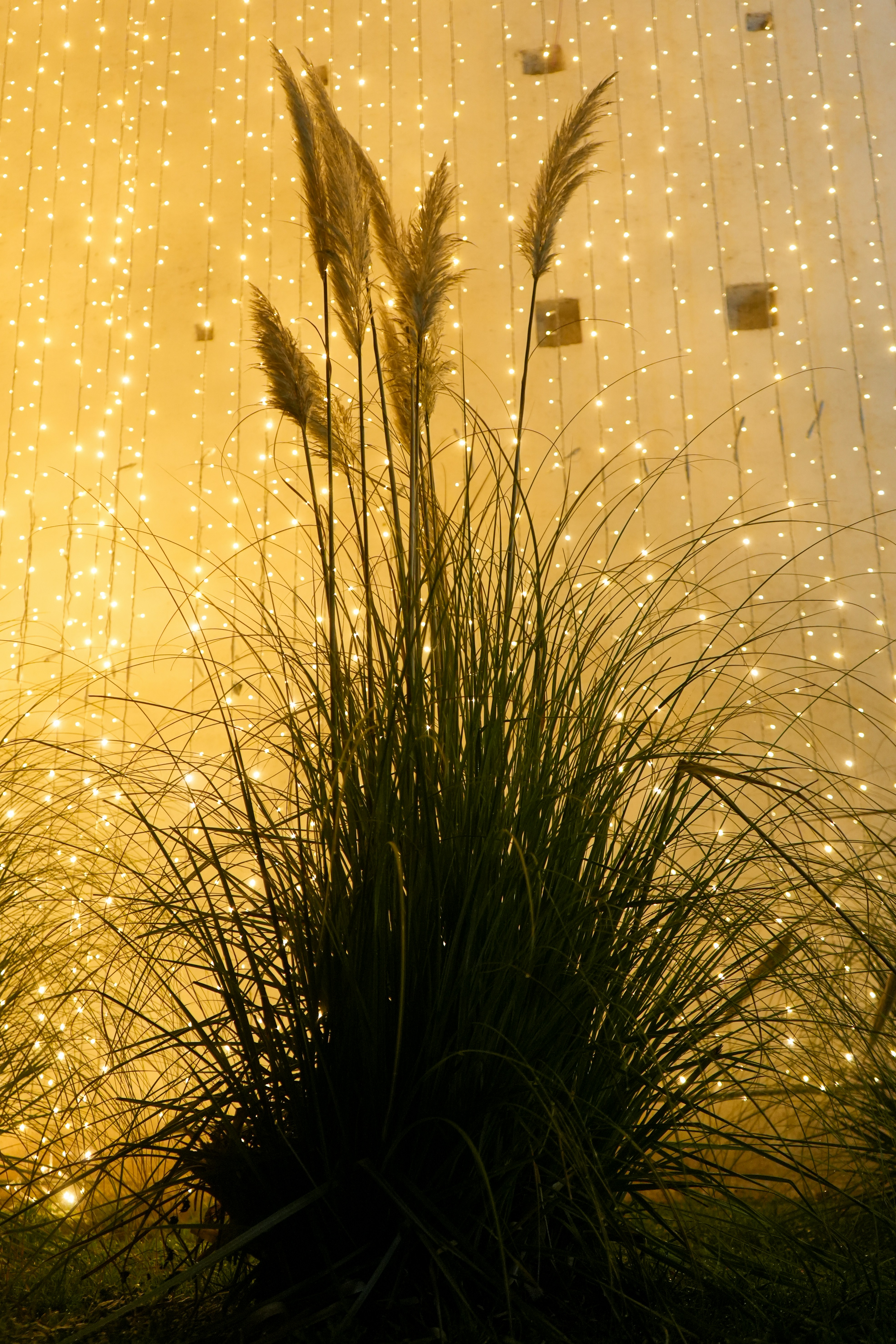 Glowing Pampas in a Cascade of Lights