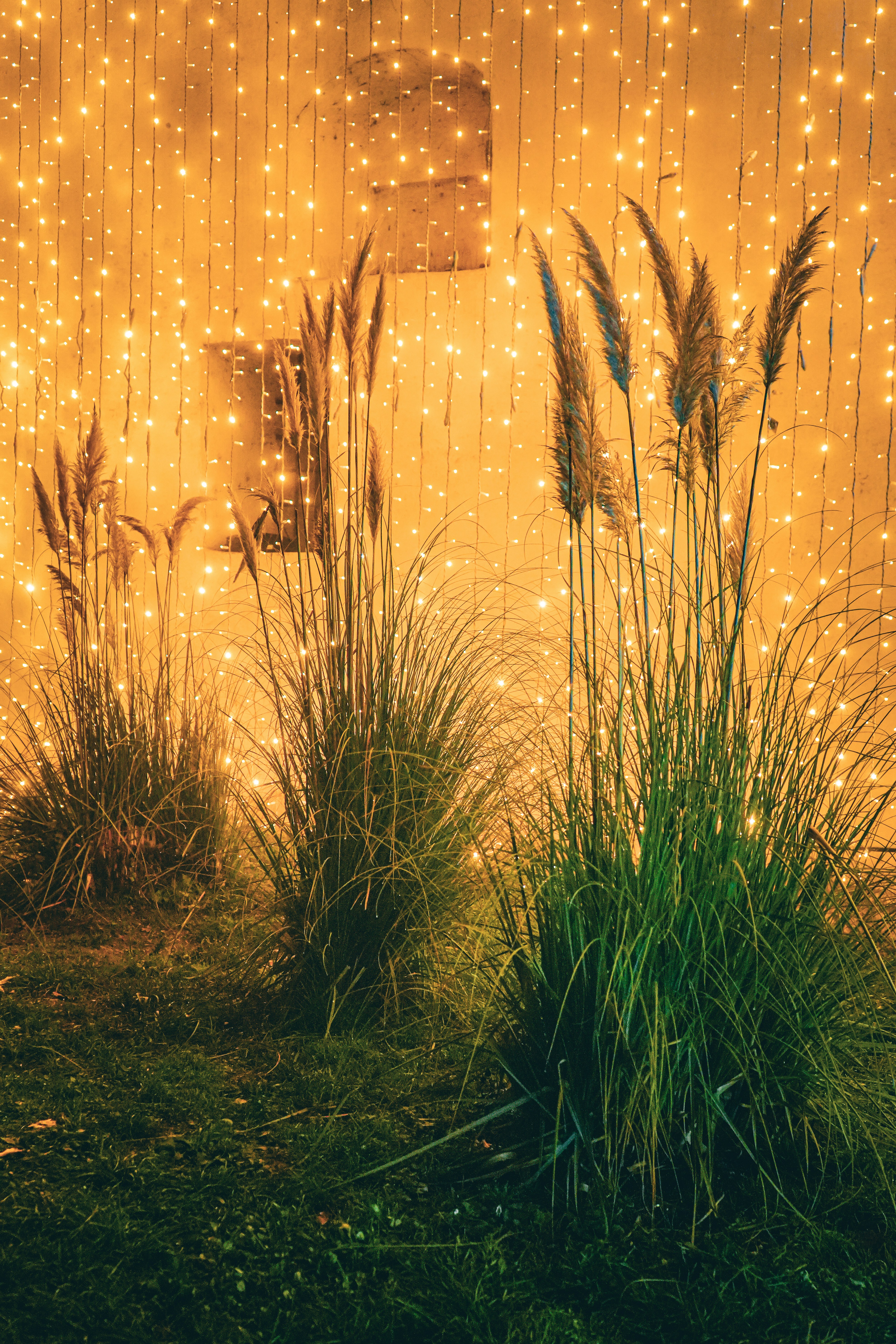 Glowing Garden Under a Curtain of Lights