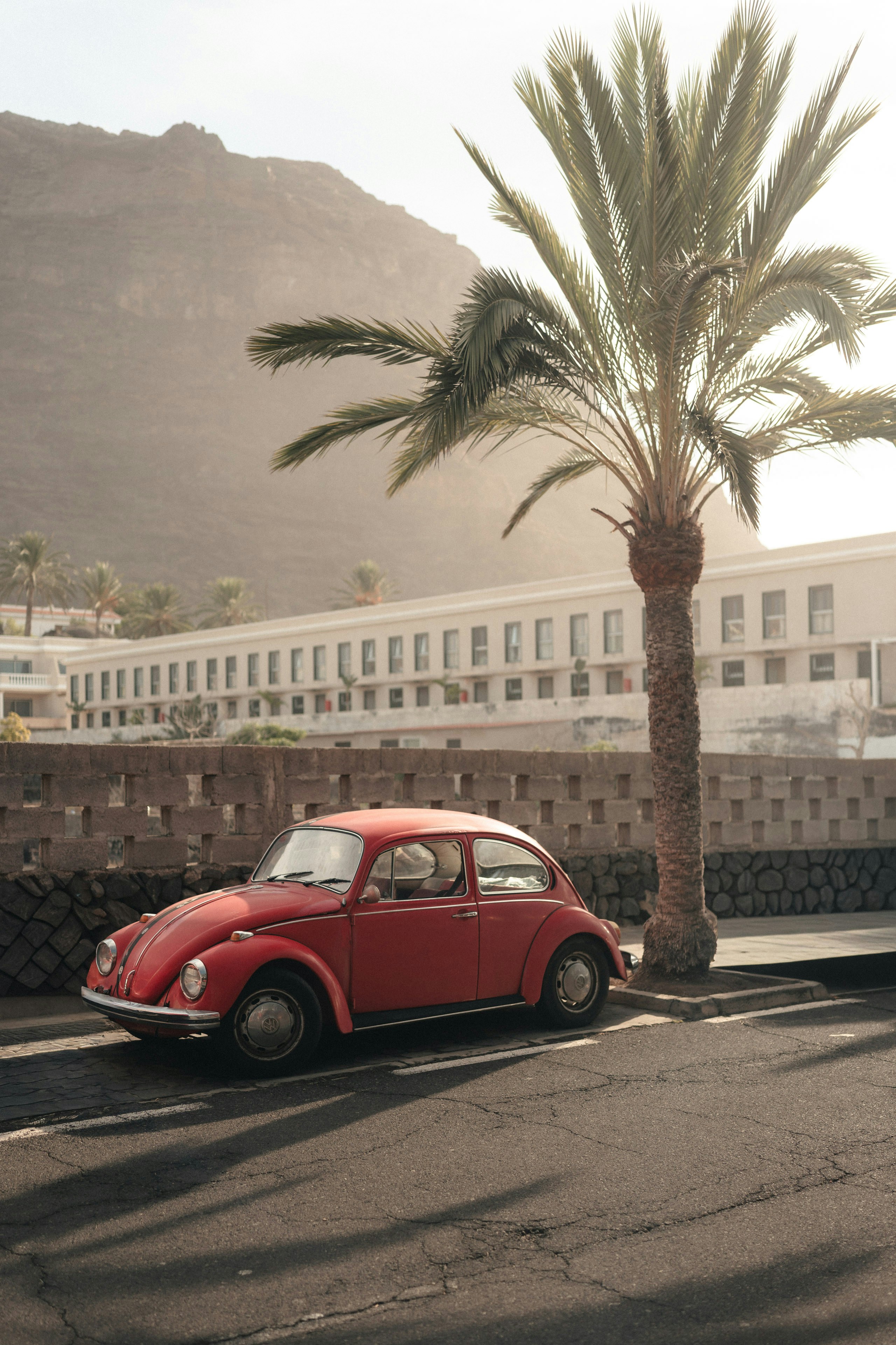 Red Beetle by the Palm: Nostalgia Under Canary Sky