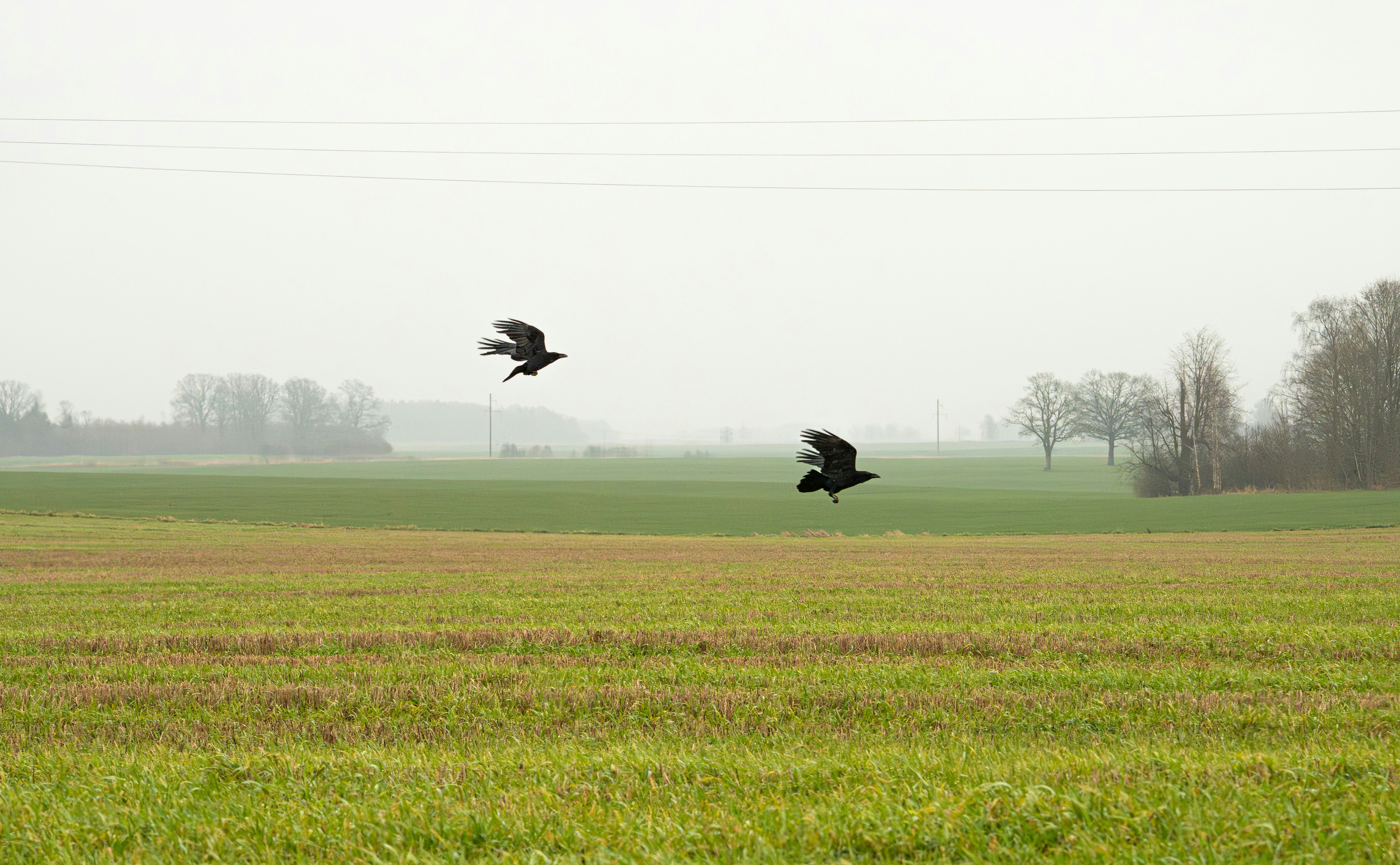 Two Dark Birds in a Quiet Floodplain