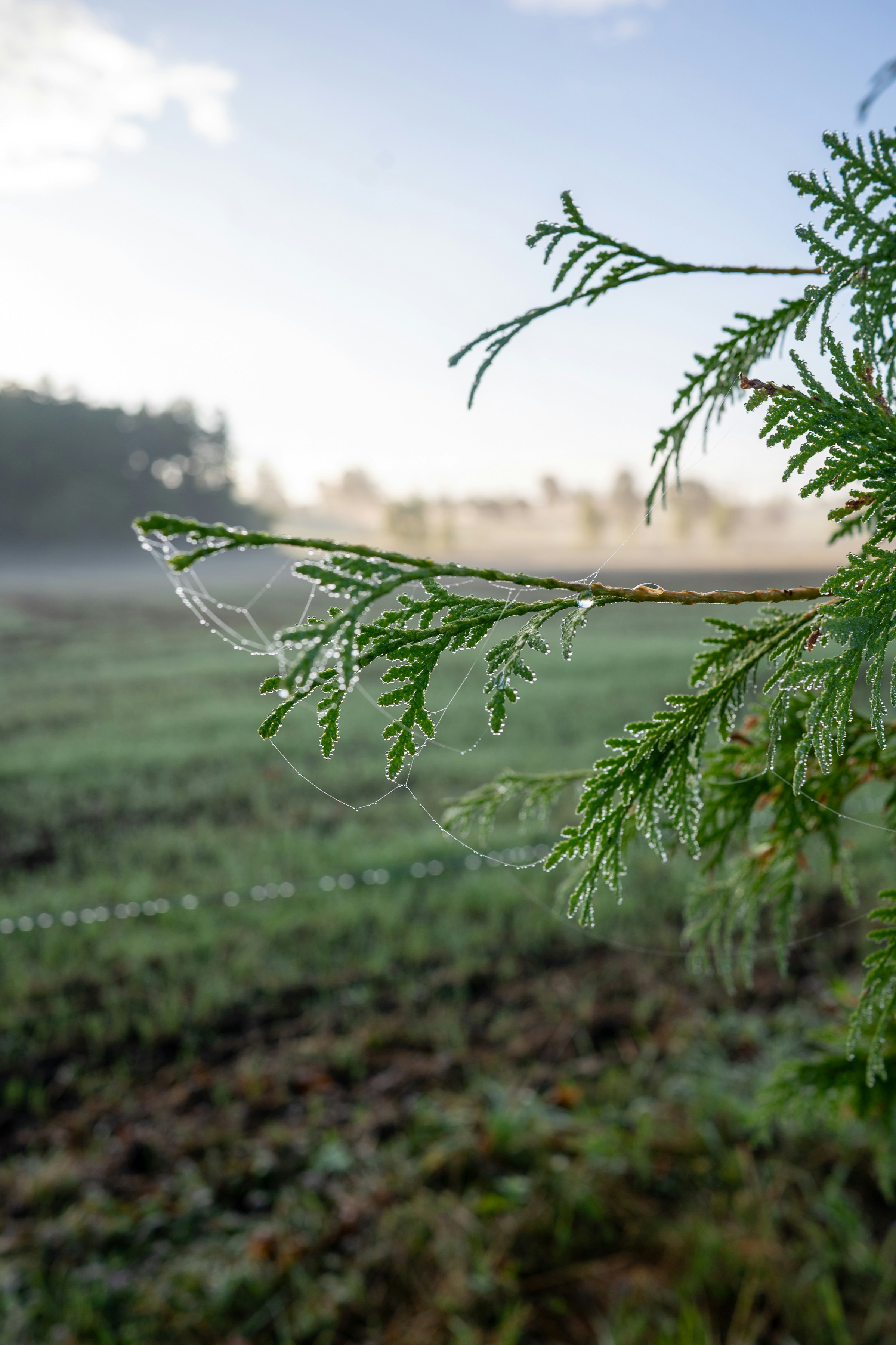 Frosted Cedar Needle in a Quiet Field at Dawn