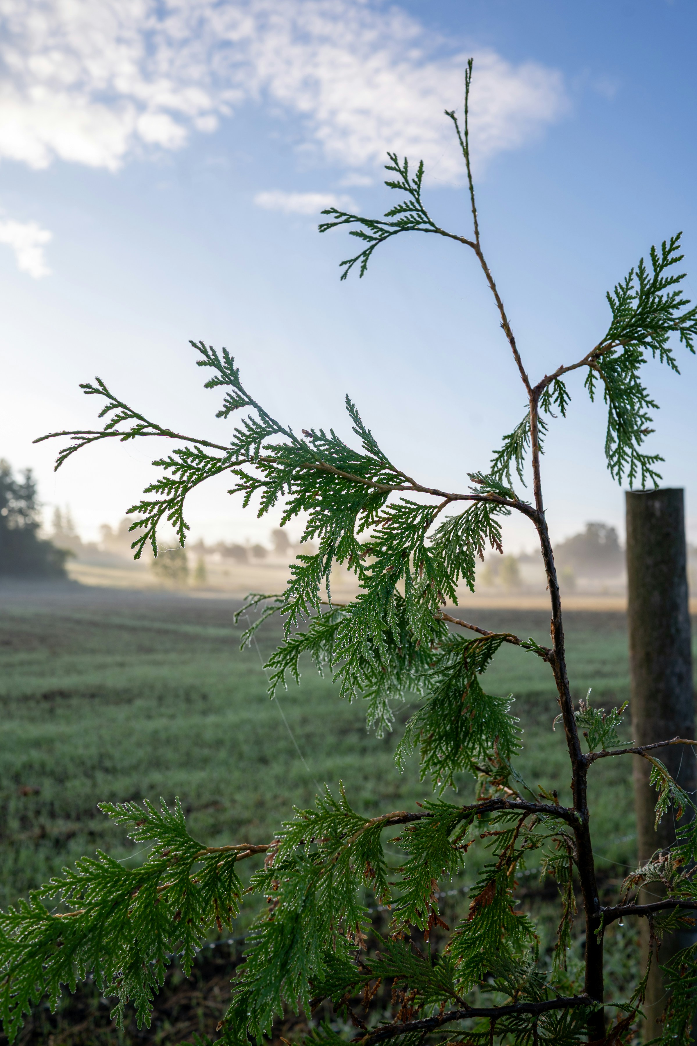 Photo by Amanda Costelloe with Nikon Z6 II