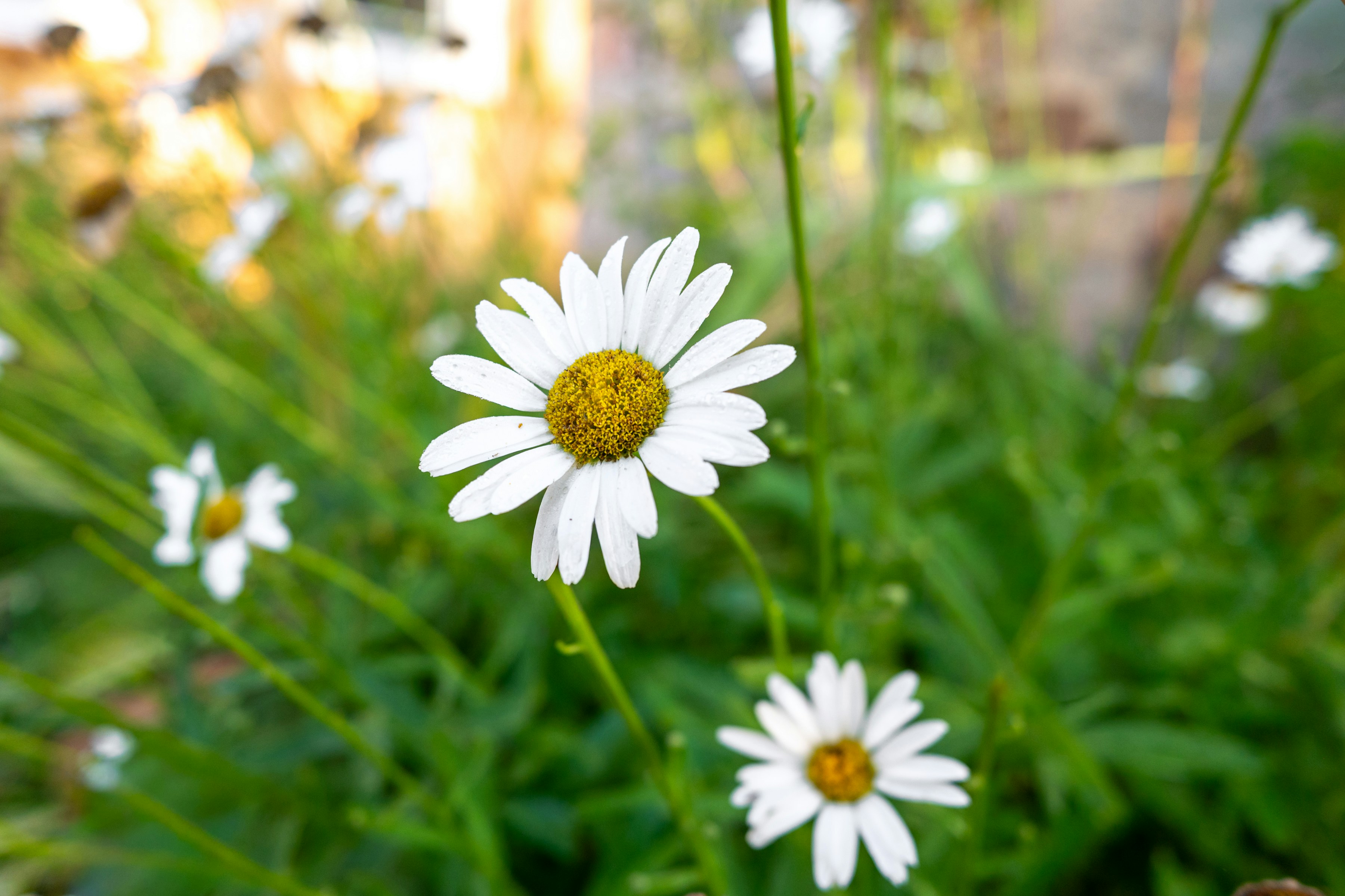 Photo by Amanda Costelloe with Nikon Z6 II