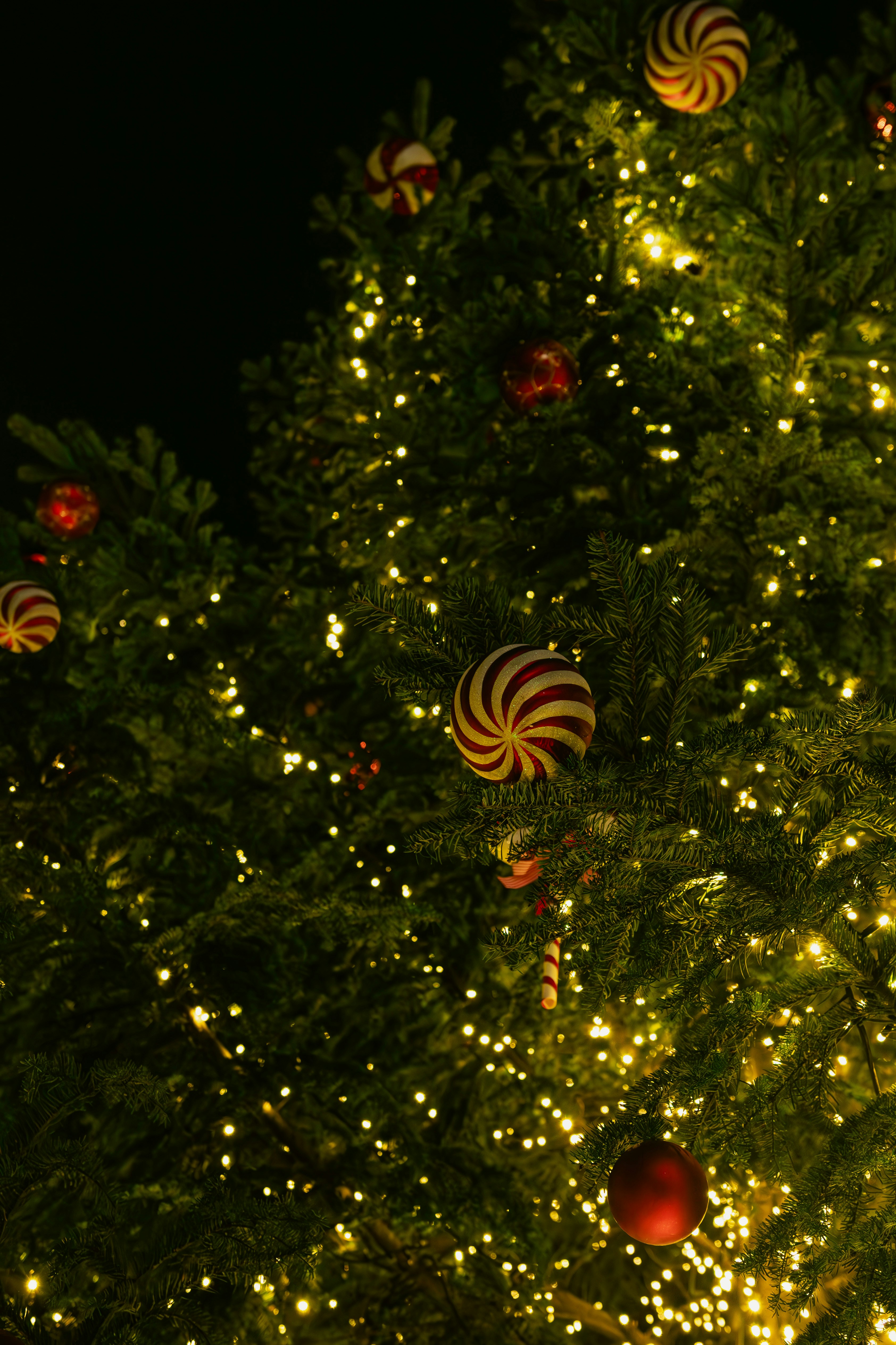 Twinkling Peppermint Orbs on a Covert Christmas Fir