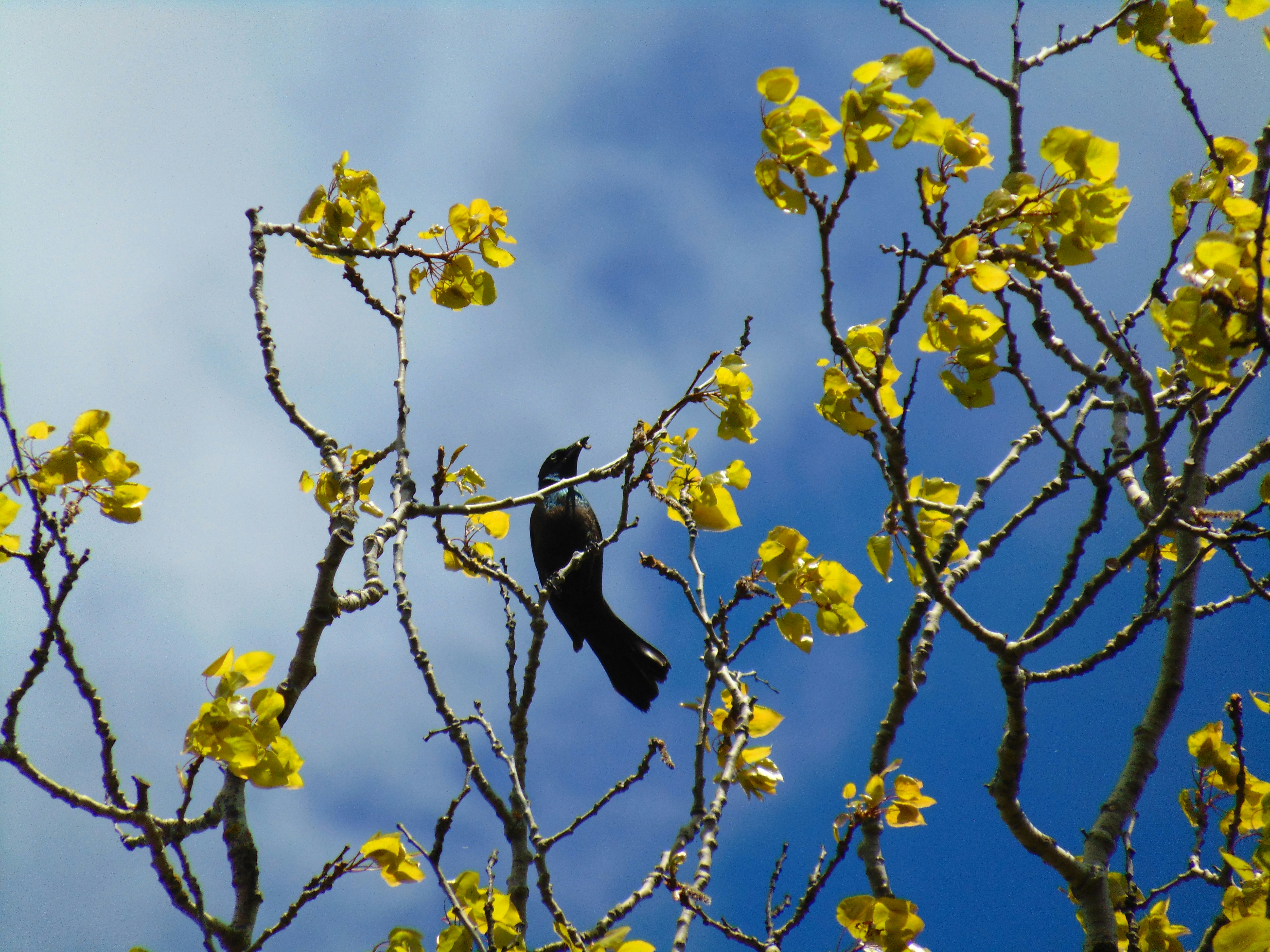 Photo by Aiden Davidson with Sony Cyber-shot H300