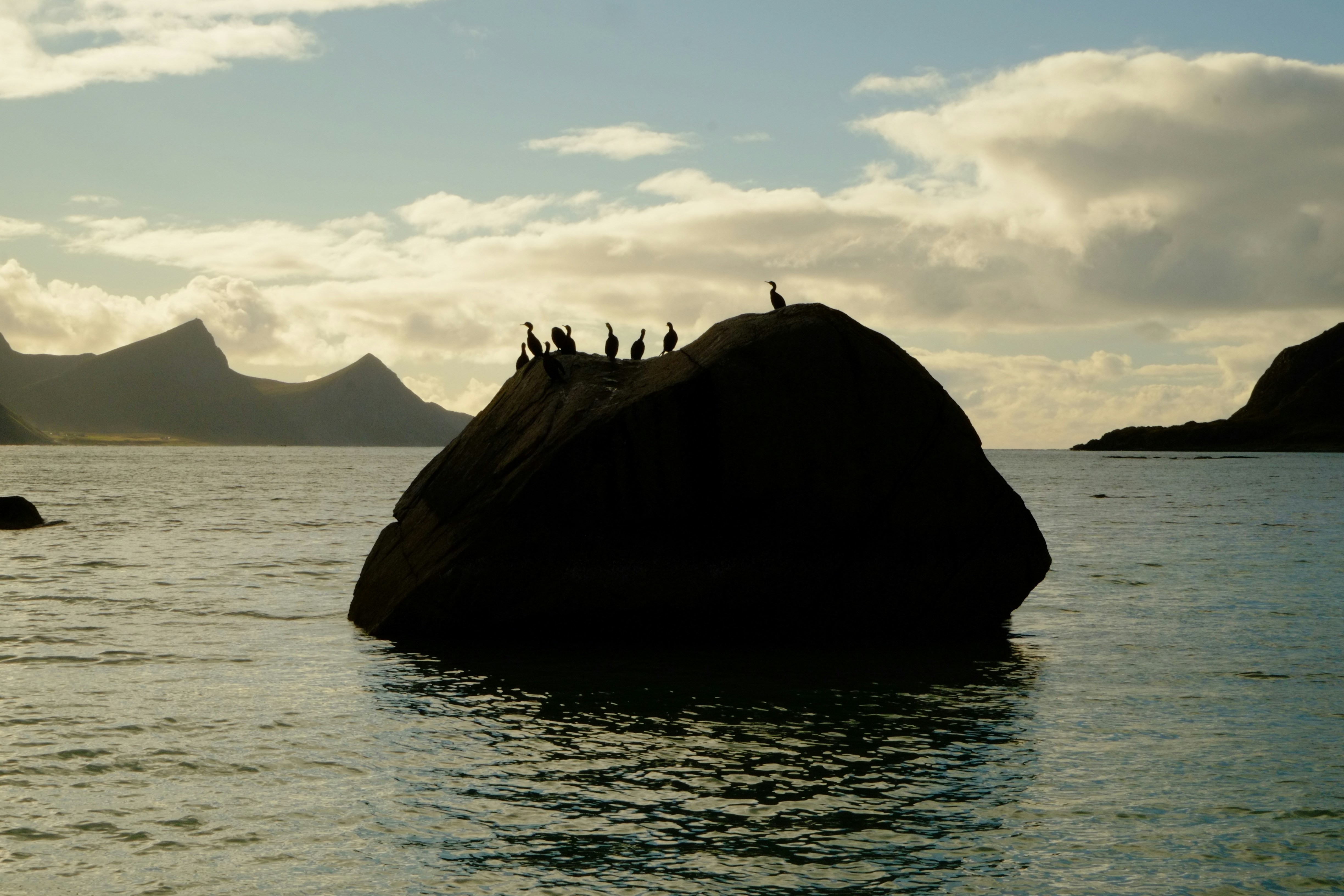 Seabird Choir on a Quiet Sea Rock at Sunset