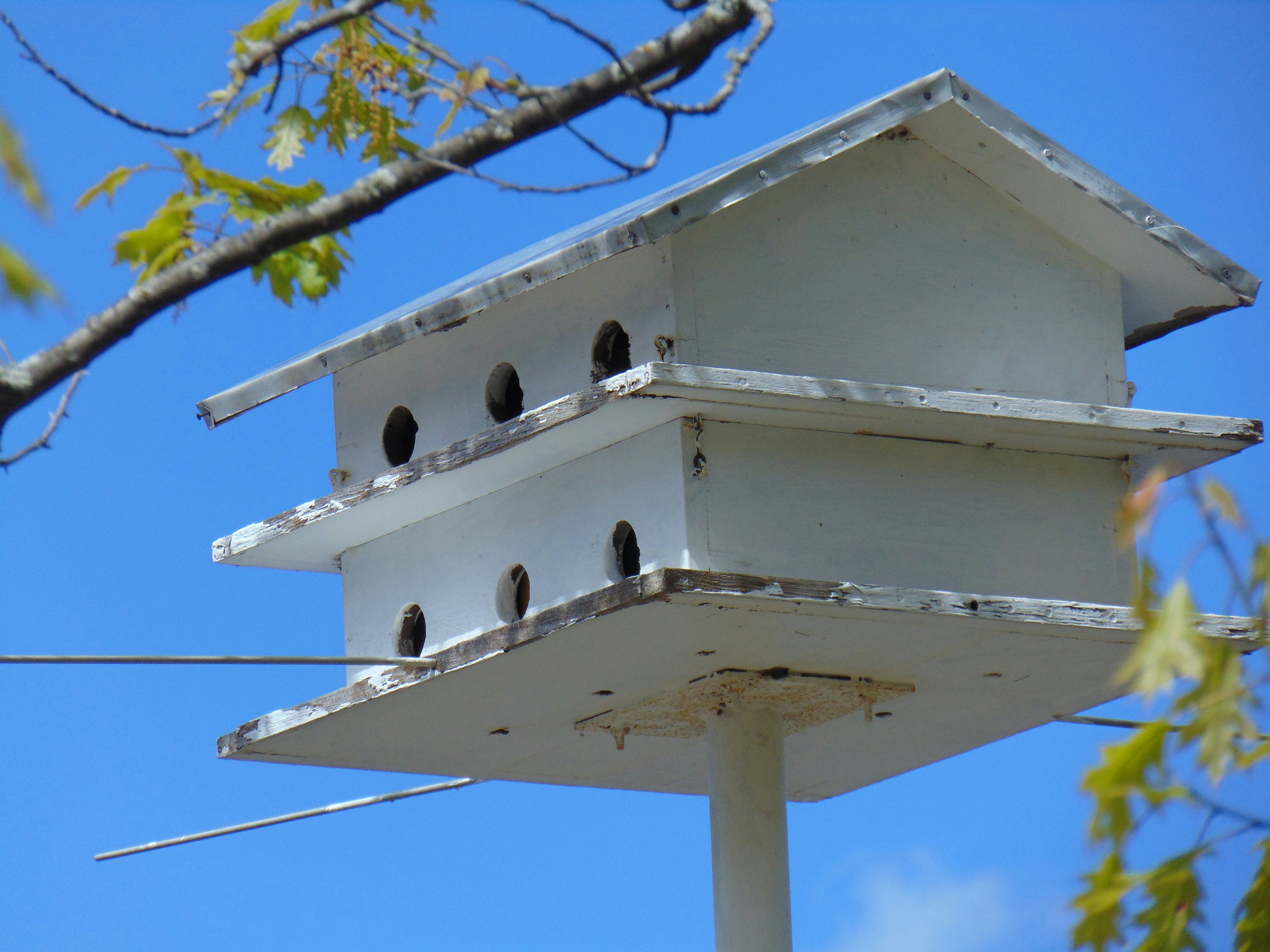 Photo by Aiden Davidson with Sony Cyber-shot H300