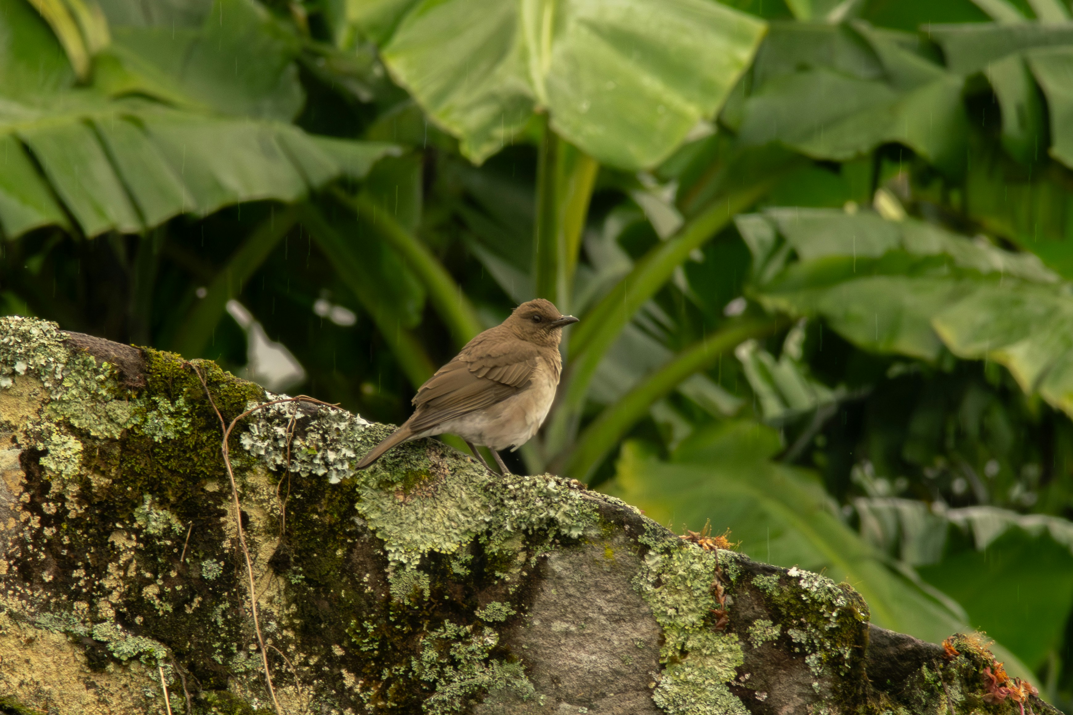 Photo by Samuel Montoya with Nikon D5300