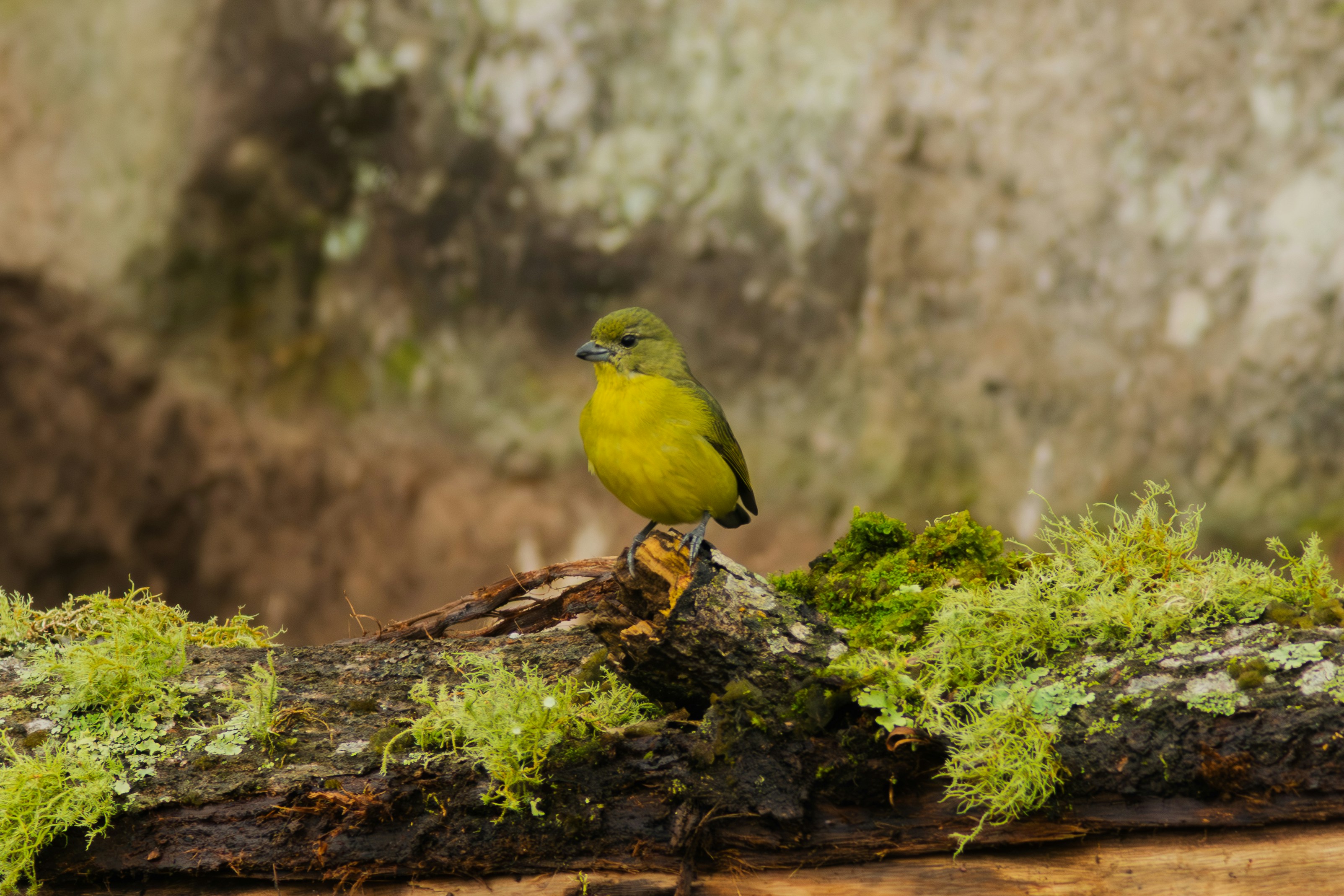 Photo by Samuel Montoya with Nikon D5300