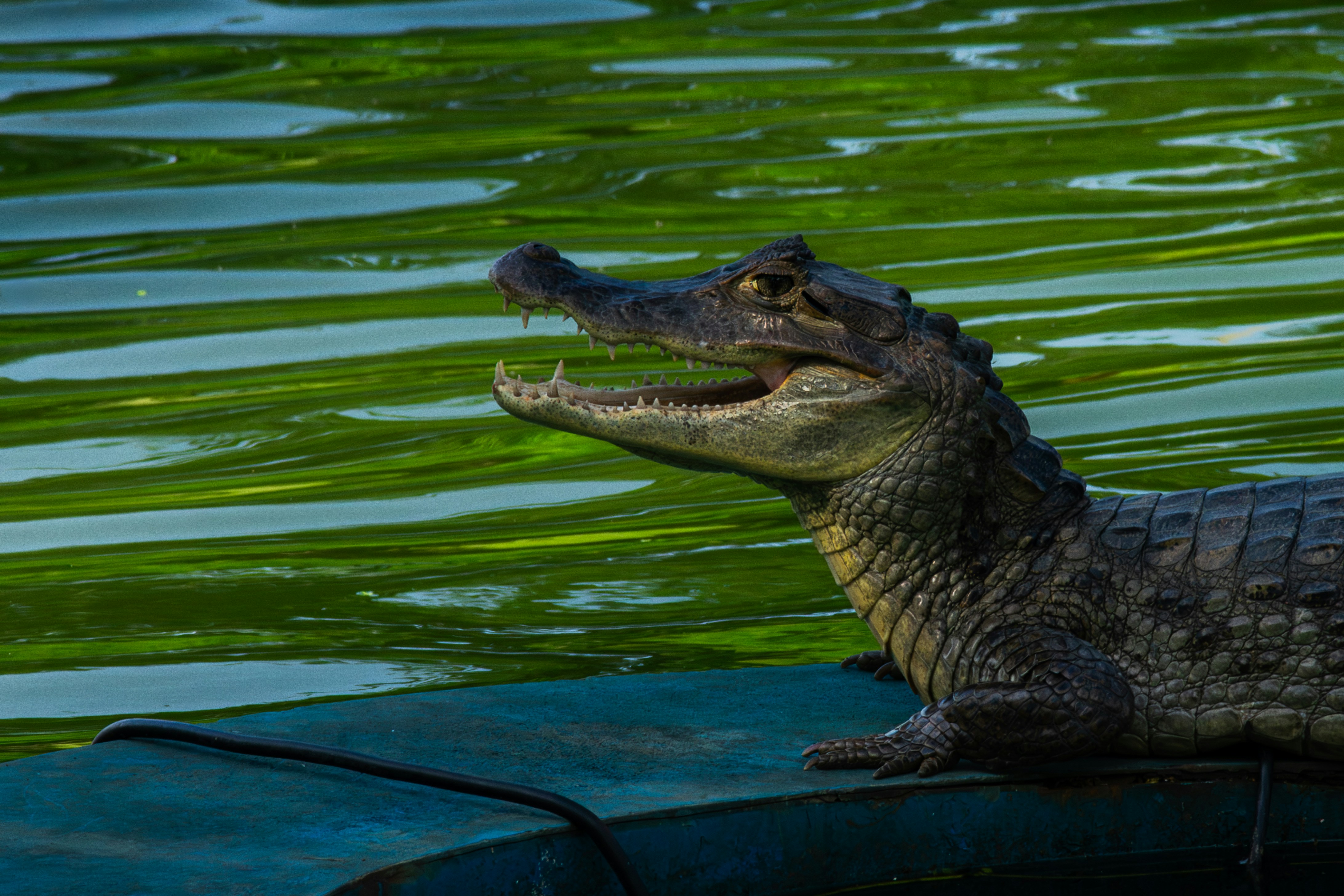 Photo by Samuel Montoya with Nikon D5300