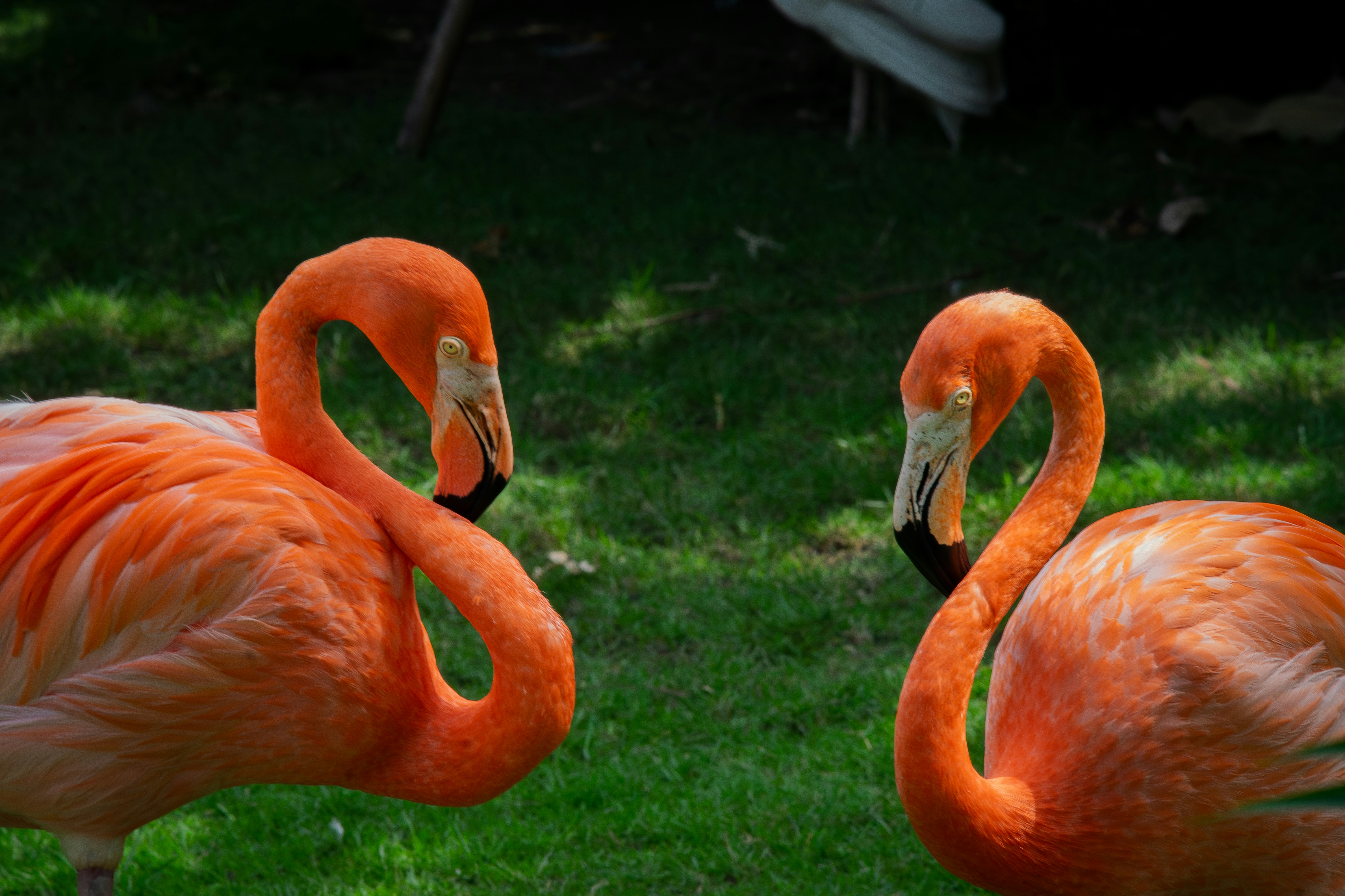 Two Flamingos in a Quiet Green Corner