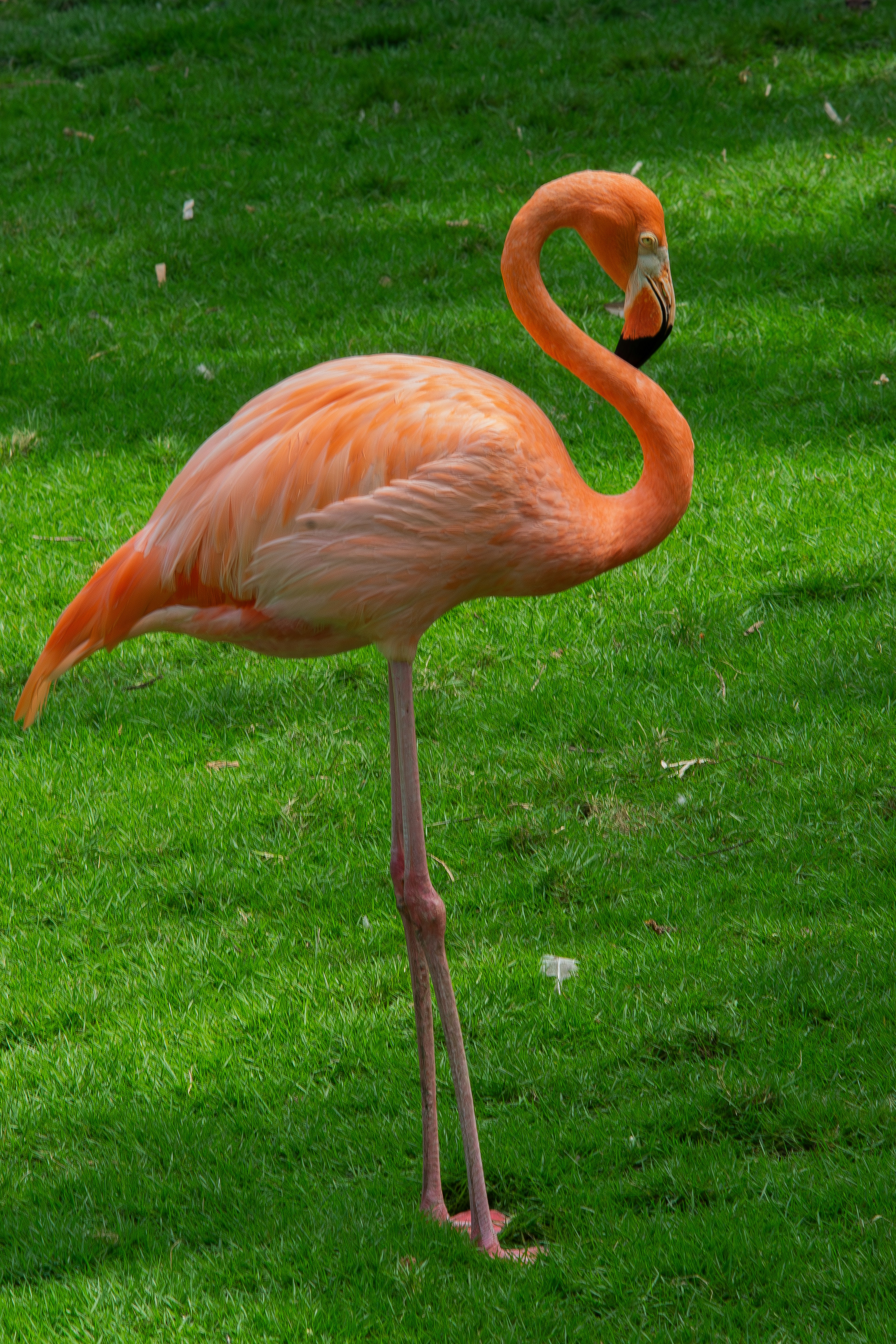 Graceful Flamingo Portrait in Sunlit Lawn