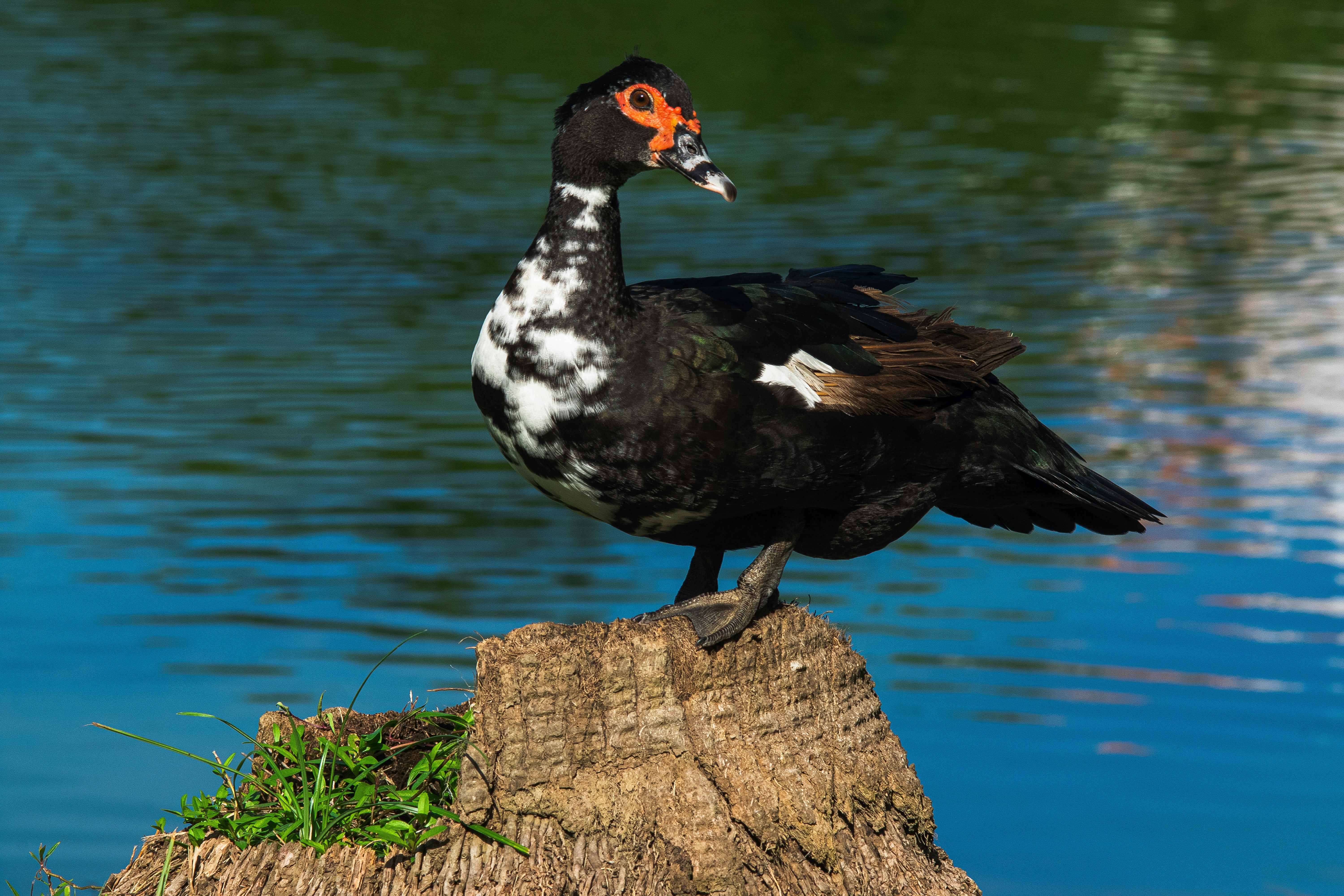 Photo by Samuel Montoya with Nikon D5300