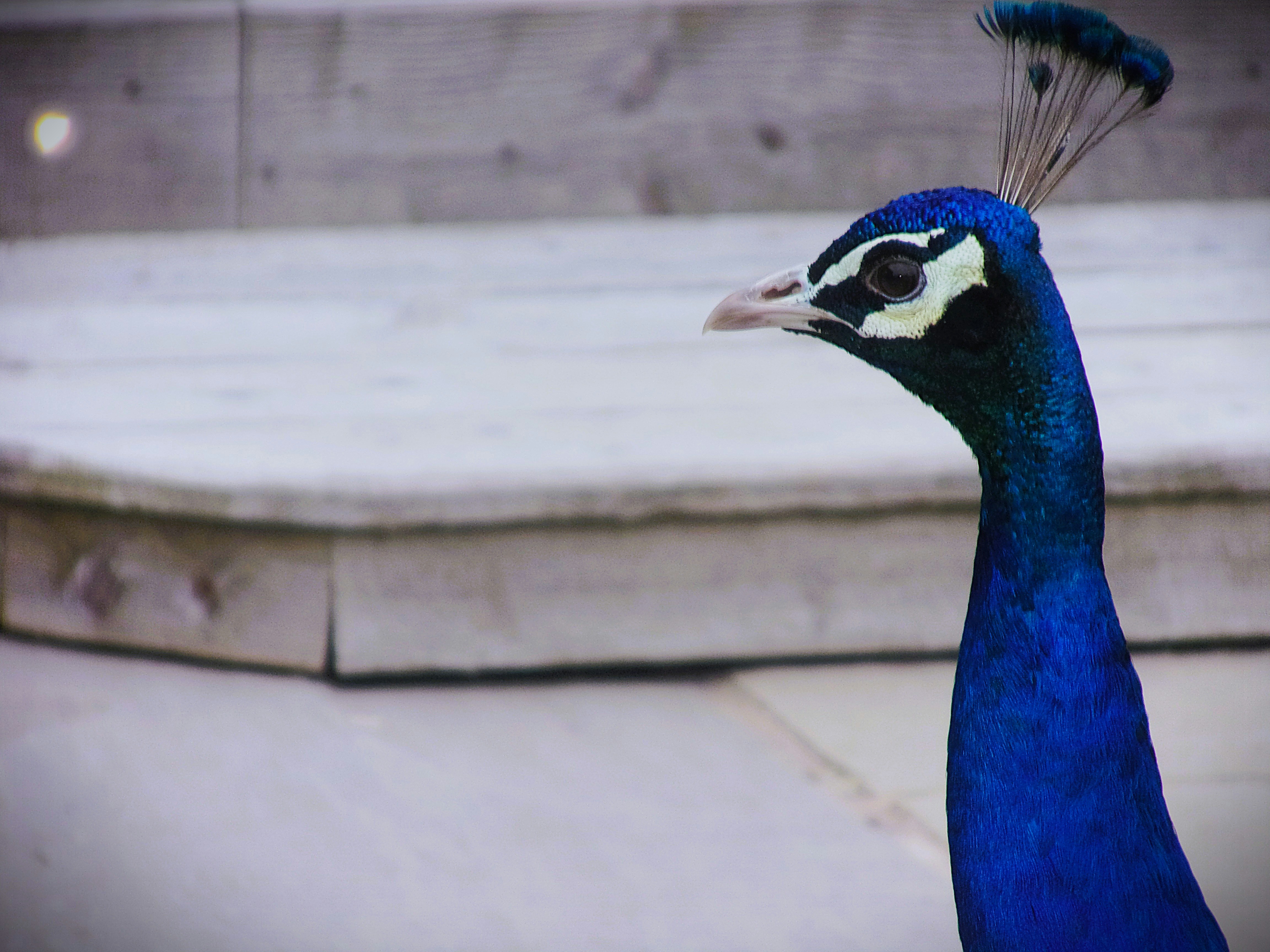 Royal Blue: Close-Up of a Peacock’s Regal Head