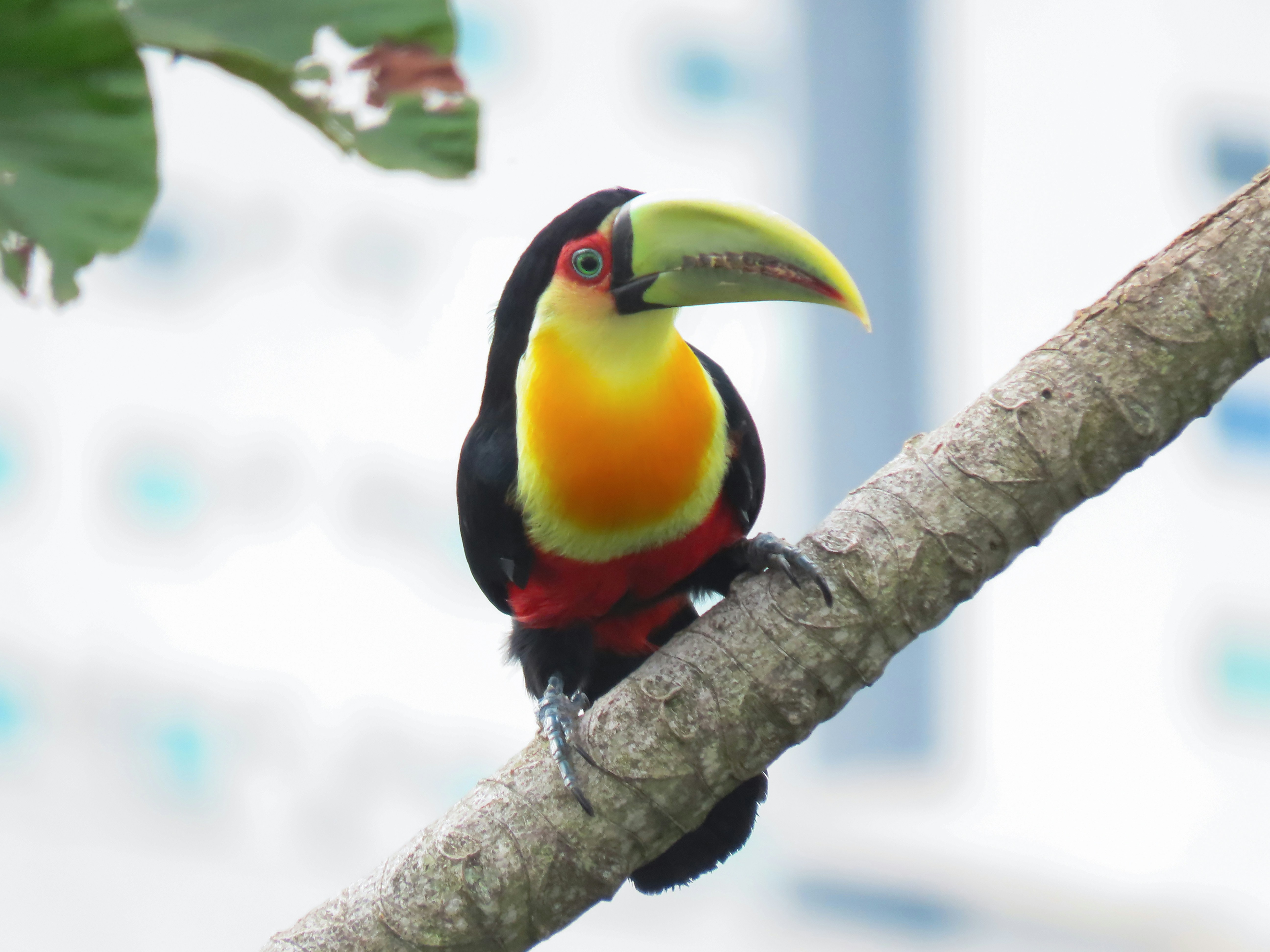 Tucano-de-bico-verde/Red-breasted Toucan (Ramphastos dicolorus)