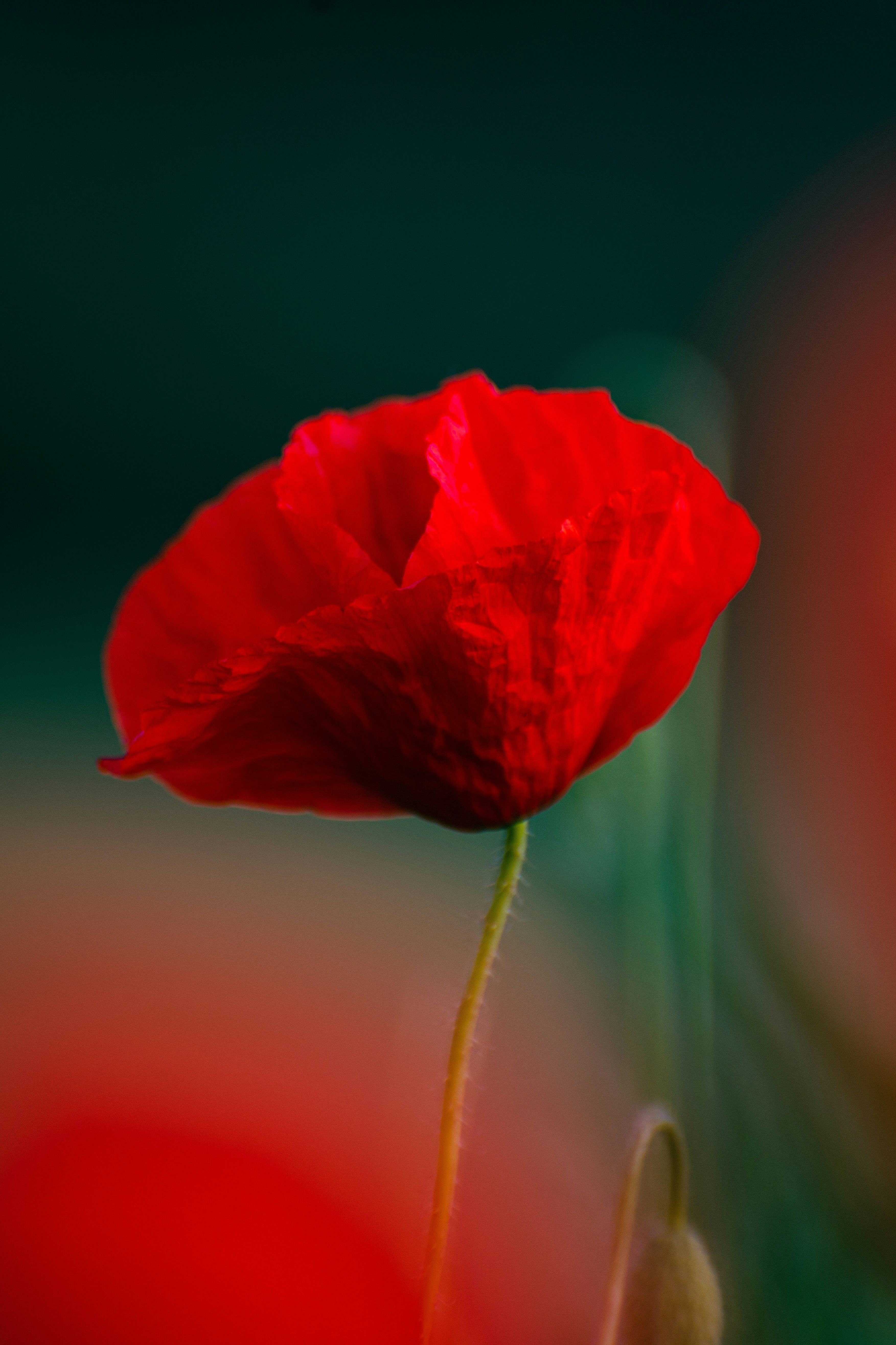 Red poppy close up