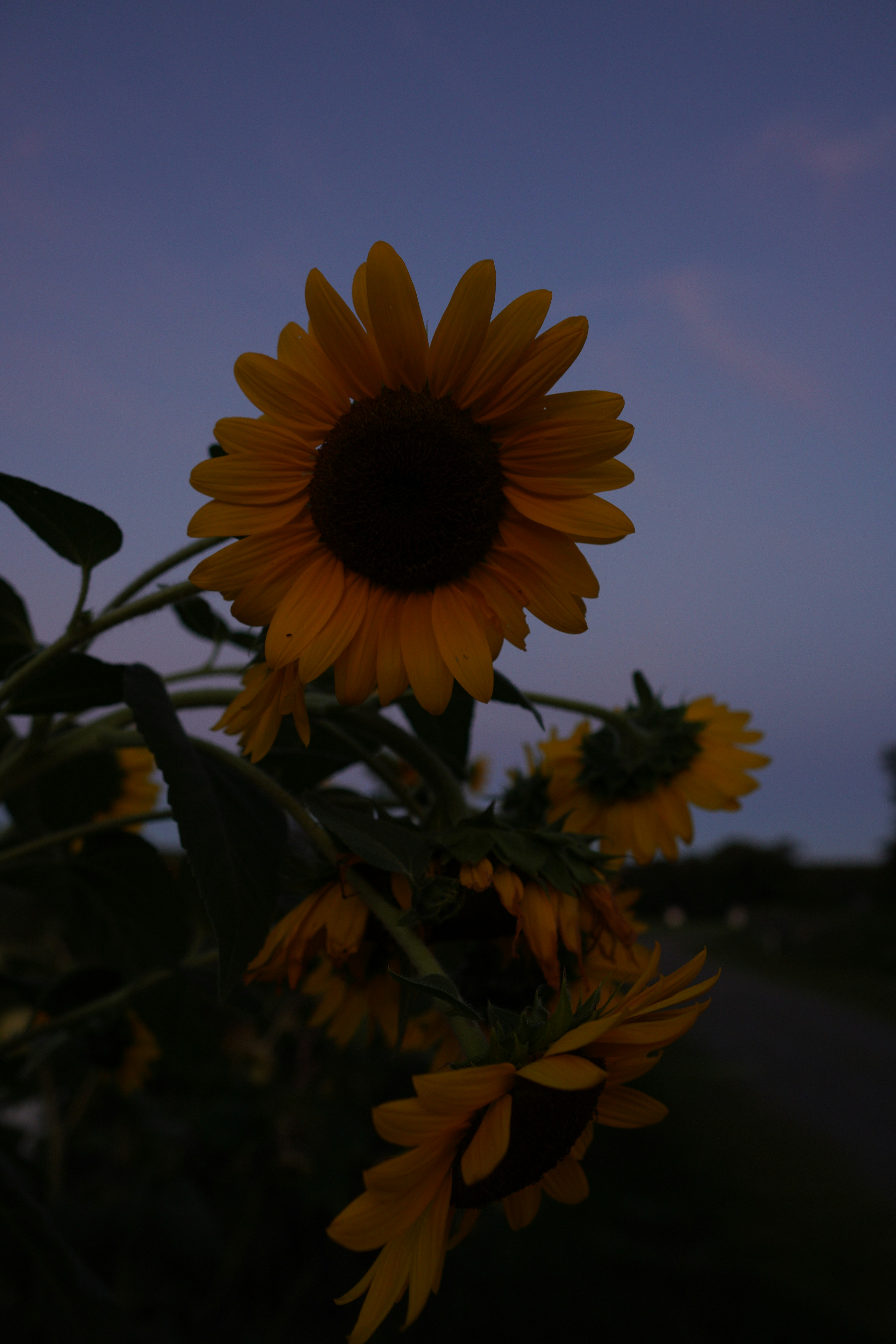 Sunflower Silhouette at Dusk: A Quiet Field of Golden Heads
